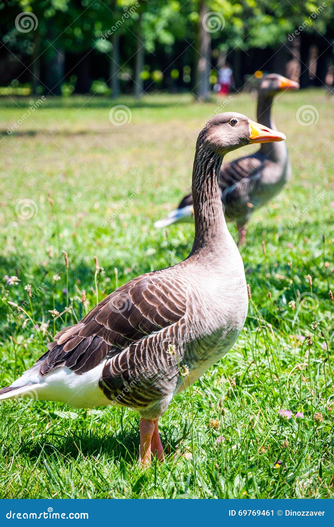Two Geese on the Green Grass Stock Image - Image of grass, vertical ...