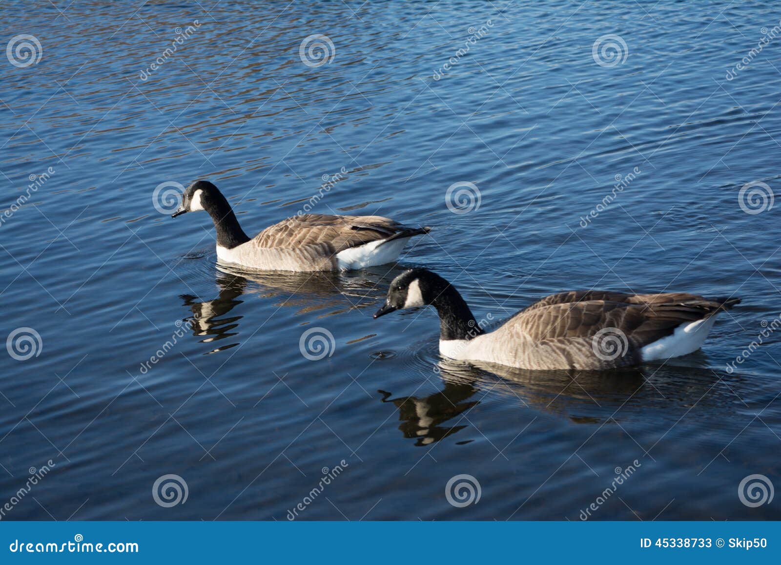 Two geese on the lake stock image. Image of water, unison - 45338733