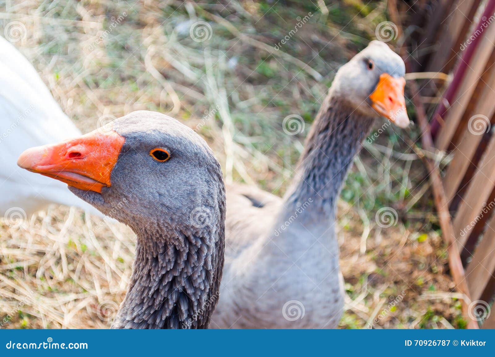 Two Geese Looking into Camera Stock Image - Image of grey, farming ...