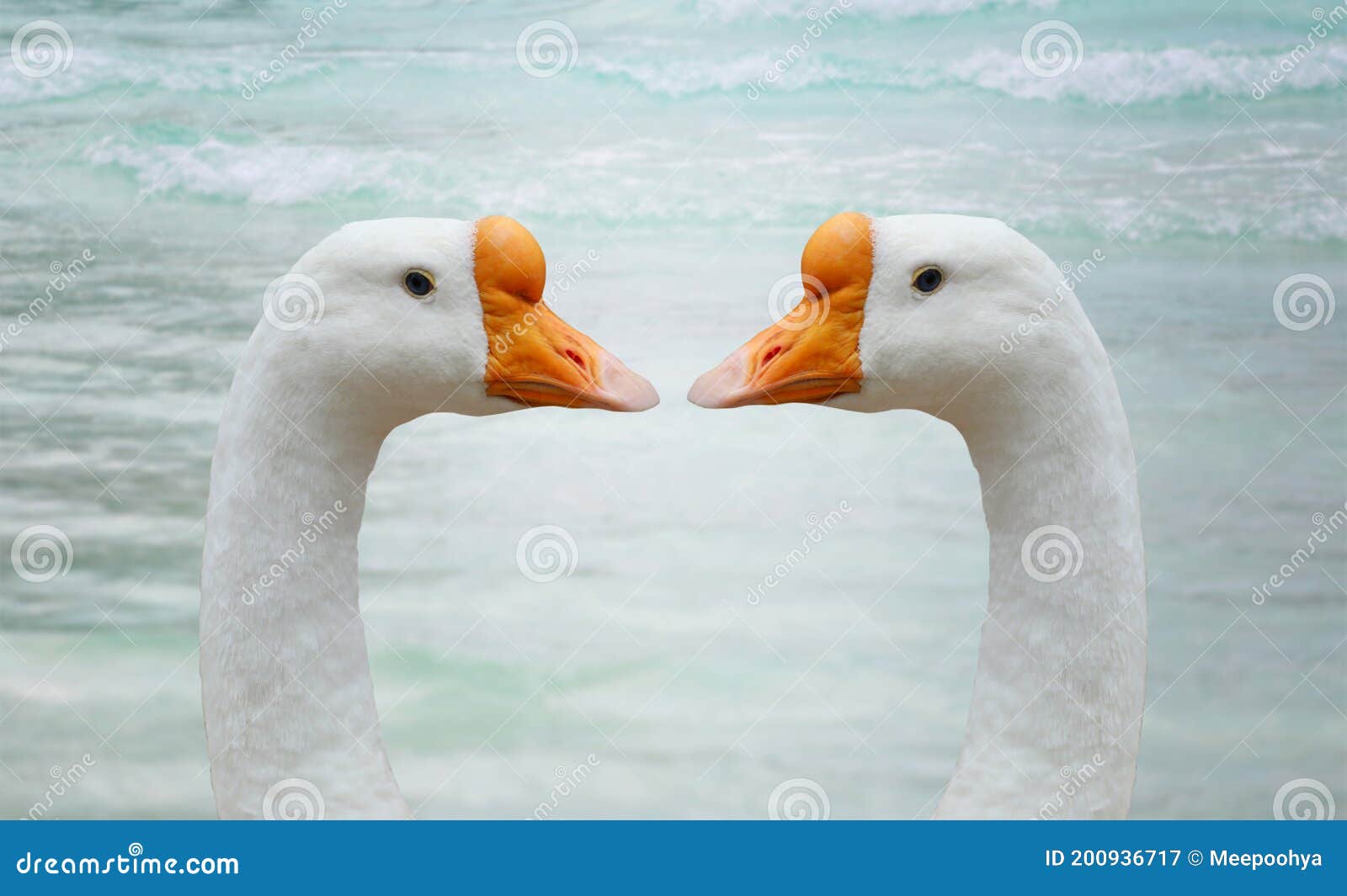 Two Geese Looking at Each Other Stock Image - Image of avian, feather ...