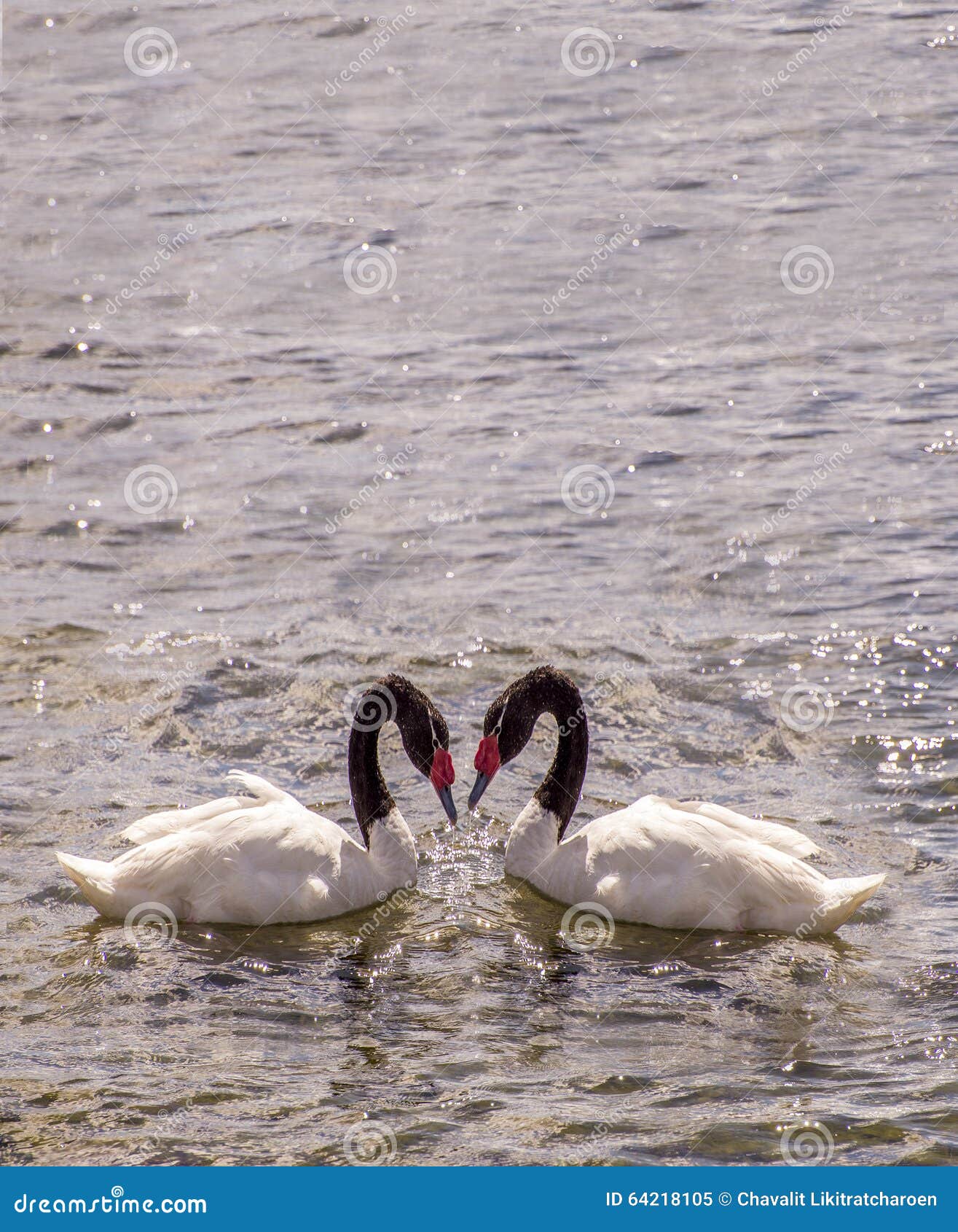 Two geese love stock image. Image of heart, romance, valentine - 64218105