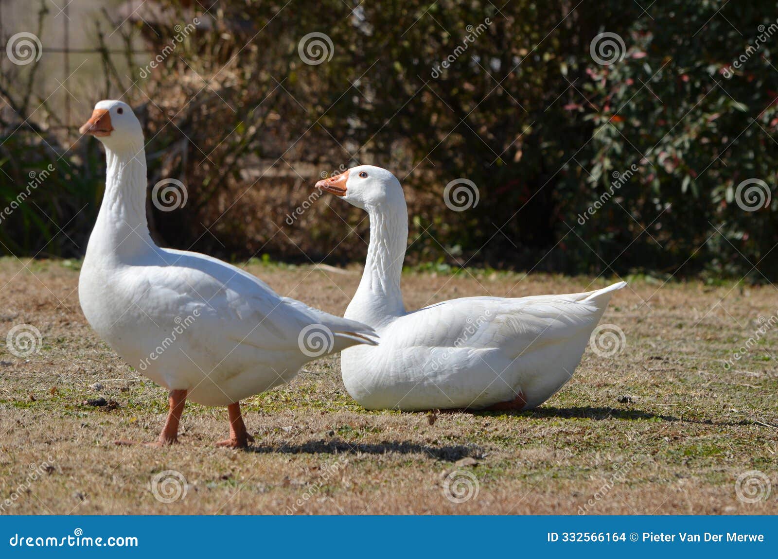 Two Geese One Resting and the Other Standing on Ground. Stock Photo ...