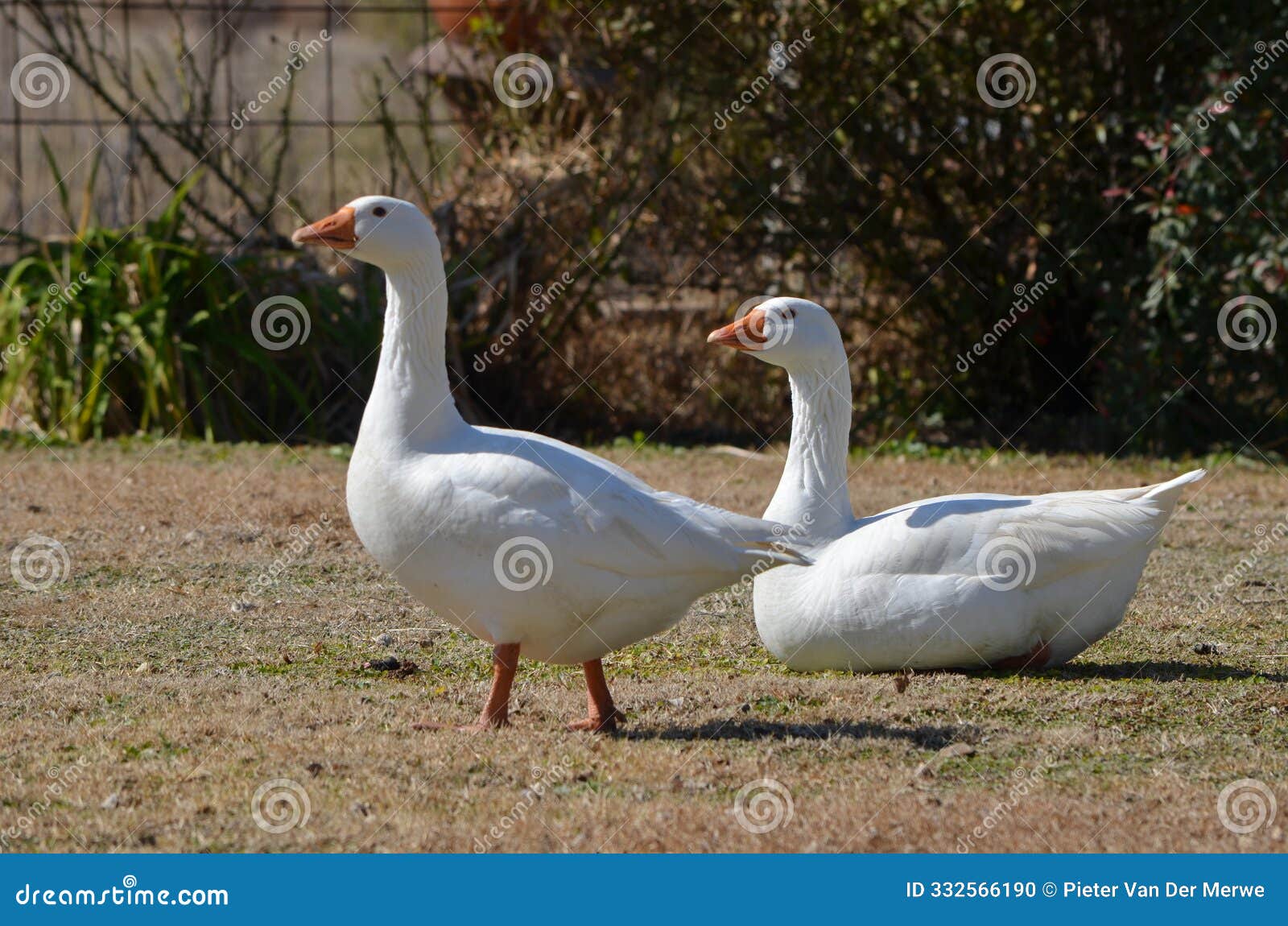 Two Geese One Resting and the Other Standing on Ground. Stock Photo ...