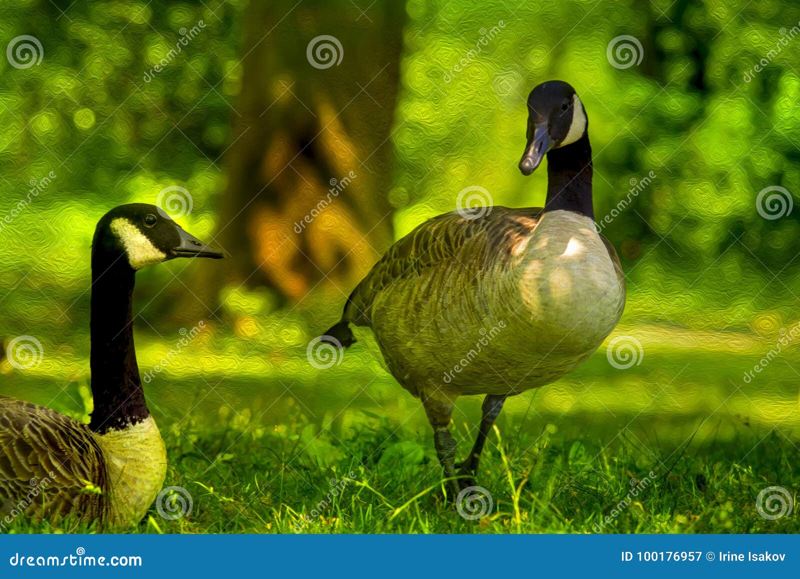 Two geese stock image. Image of pair, waterfowl, grass - 100176957