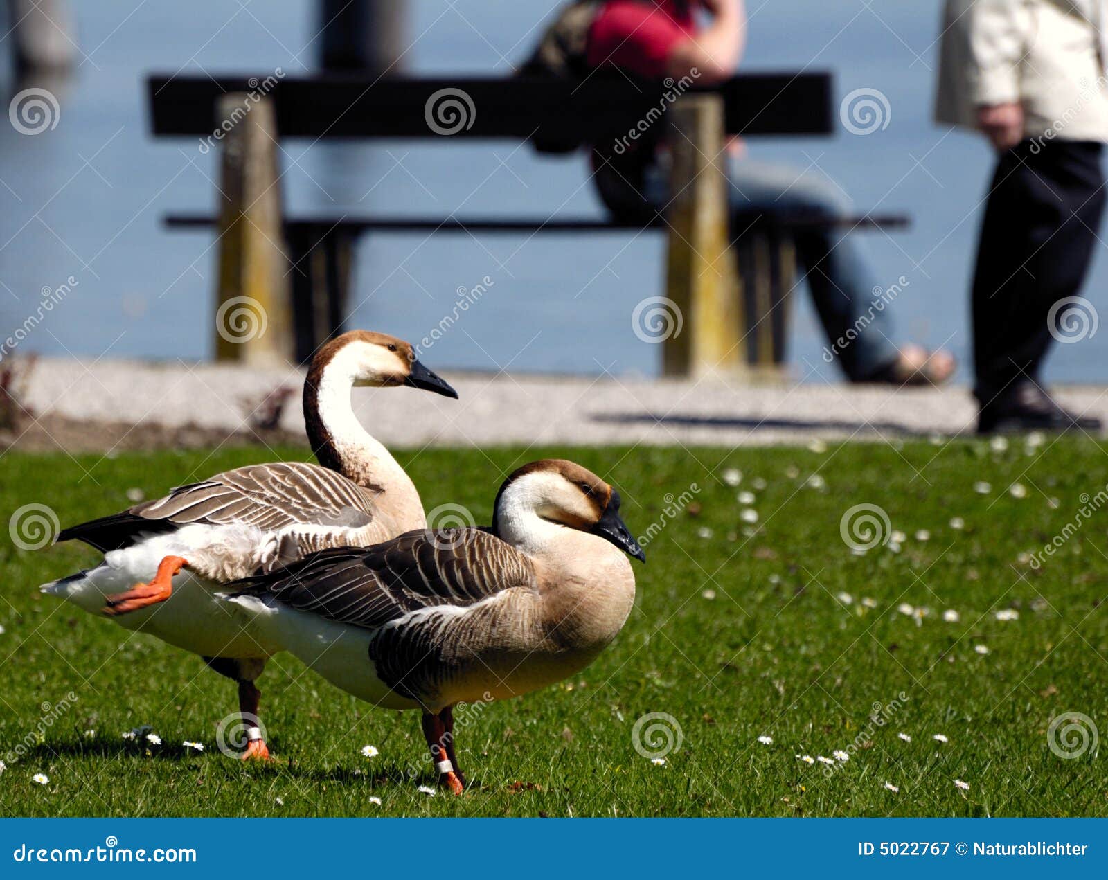 Two geese in park stock image. Image of bird, park, colorful - 5022767