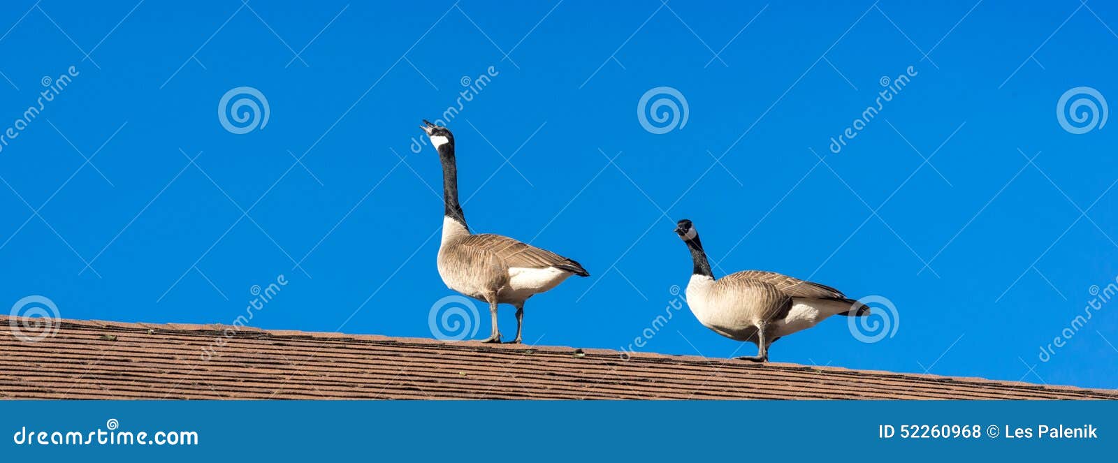Two geese on a roof stock photo. Image of wild, geese - 52260968