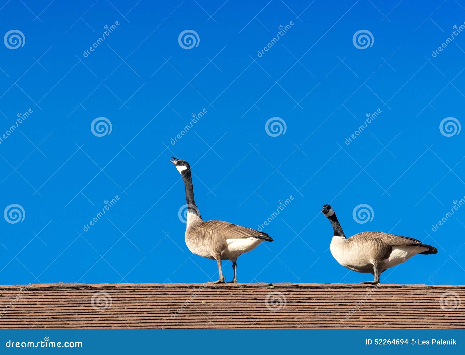 Two geese on a roof stock photo. Image of waterfowl, geese - 52264694