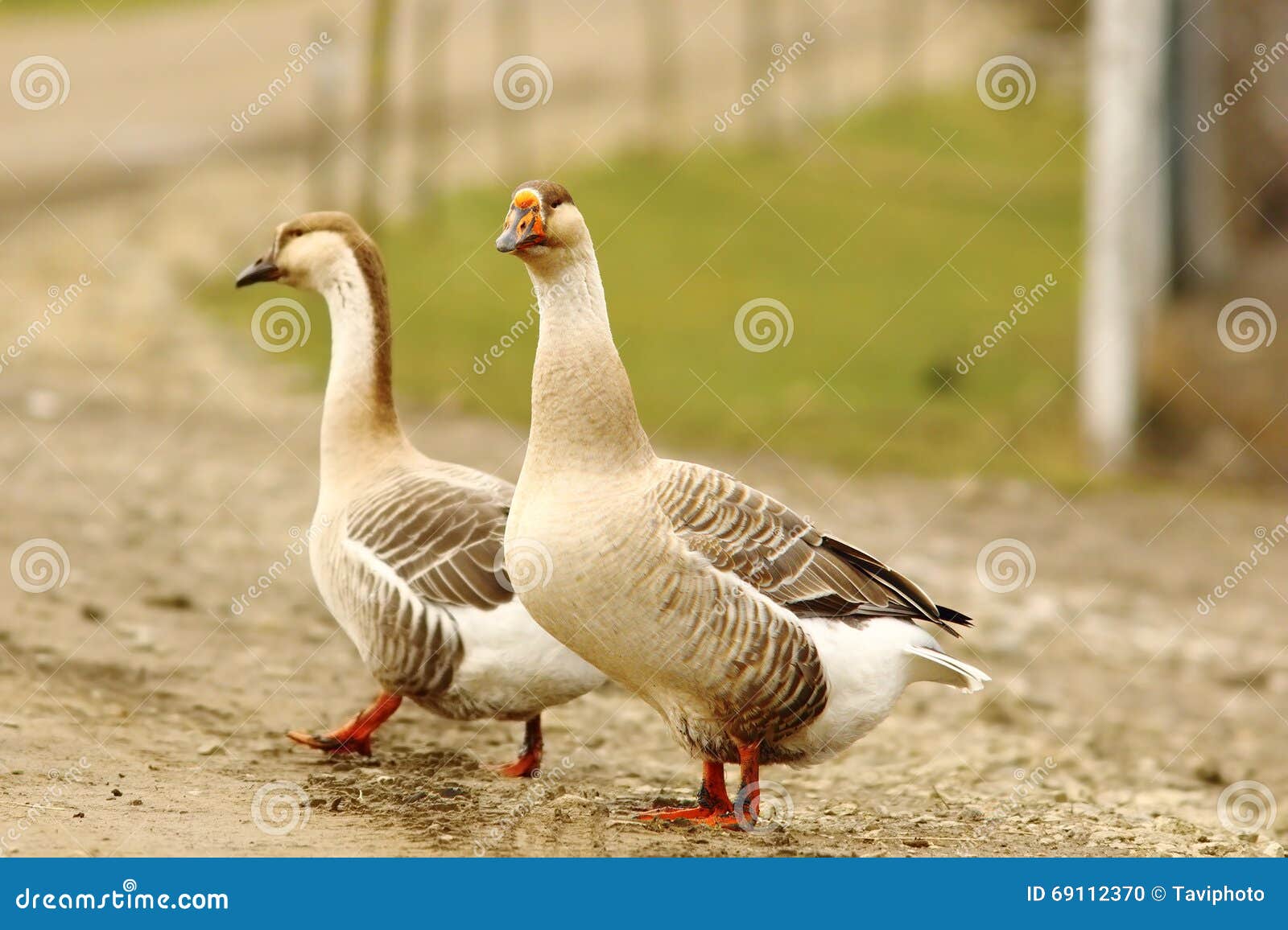 Two geese on rural road stock photo. Image of green, avian - 69112370