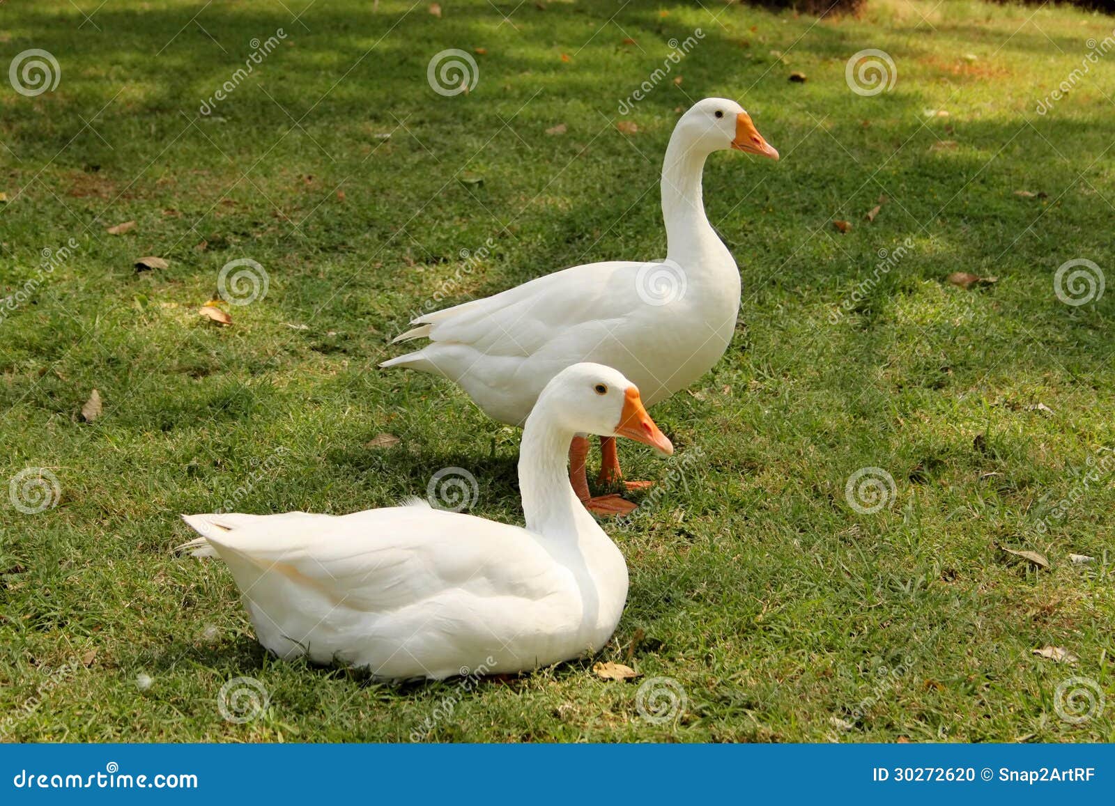 Two Geese Pose stock photo. Image of orange, birds, feather - 30272620
