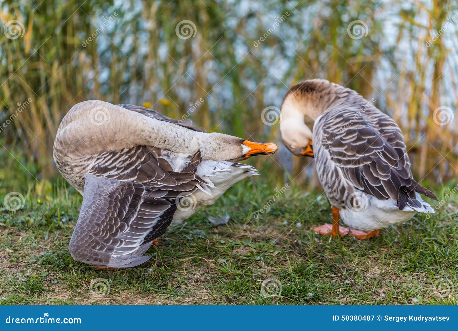 Two geese stock image. Image of animal, pets, paths, character - 50380487