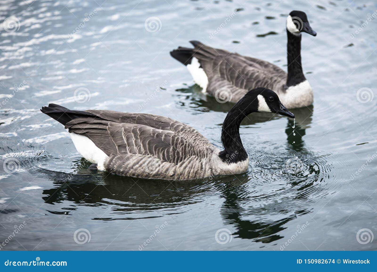 Geese swimming in a lake stock photo. Image of family - 150982674