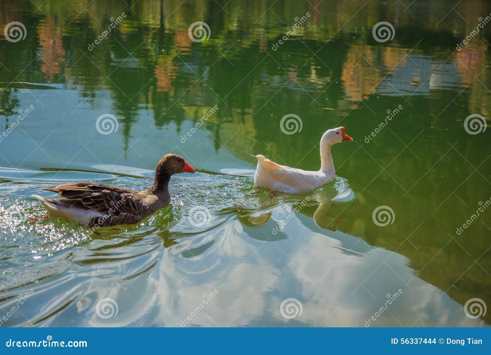 Two geese in swimming stock photo. Image of civilization - 56337444