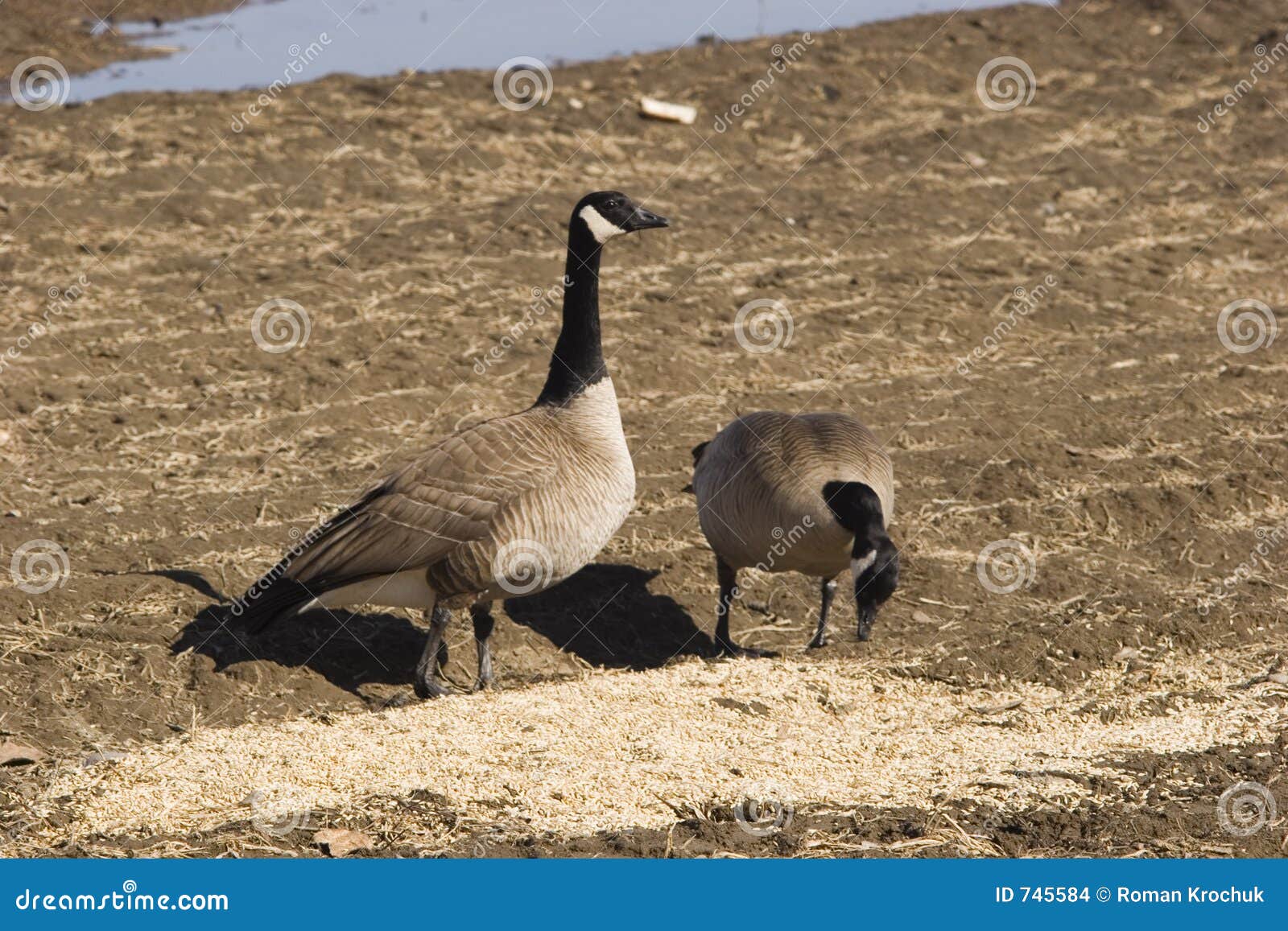 Two Geese Use Some Food People Provide Stock Photo - Image of ...