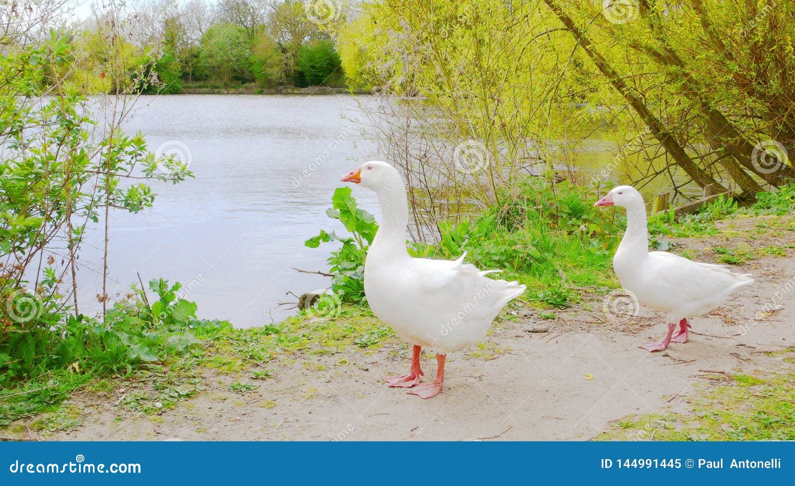 Two Geese - Walk As they Please. Stock Image - Image of animal, aquatic ...