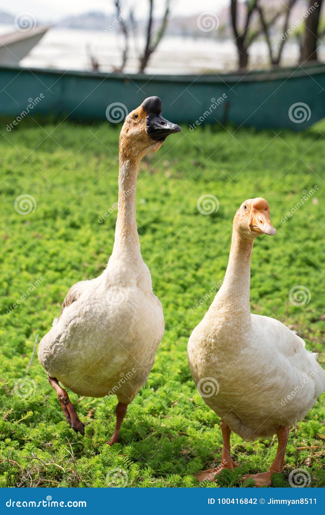 Two geese stock photo. Image of livestock, wildlife - 100416842