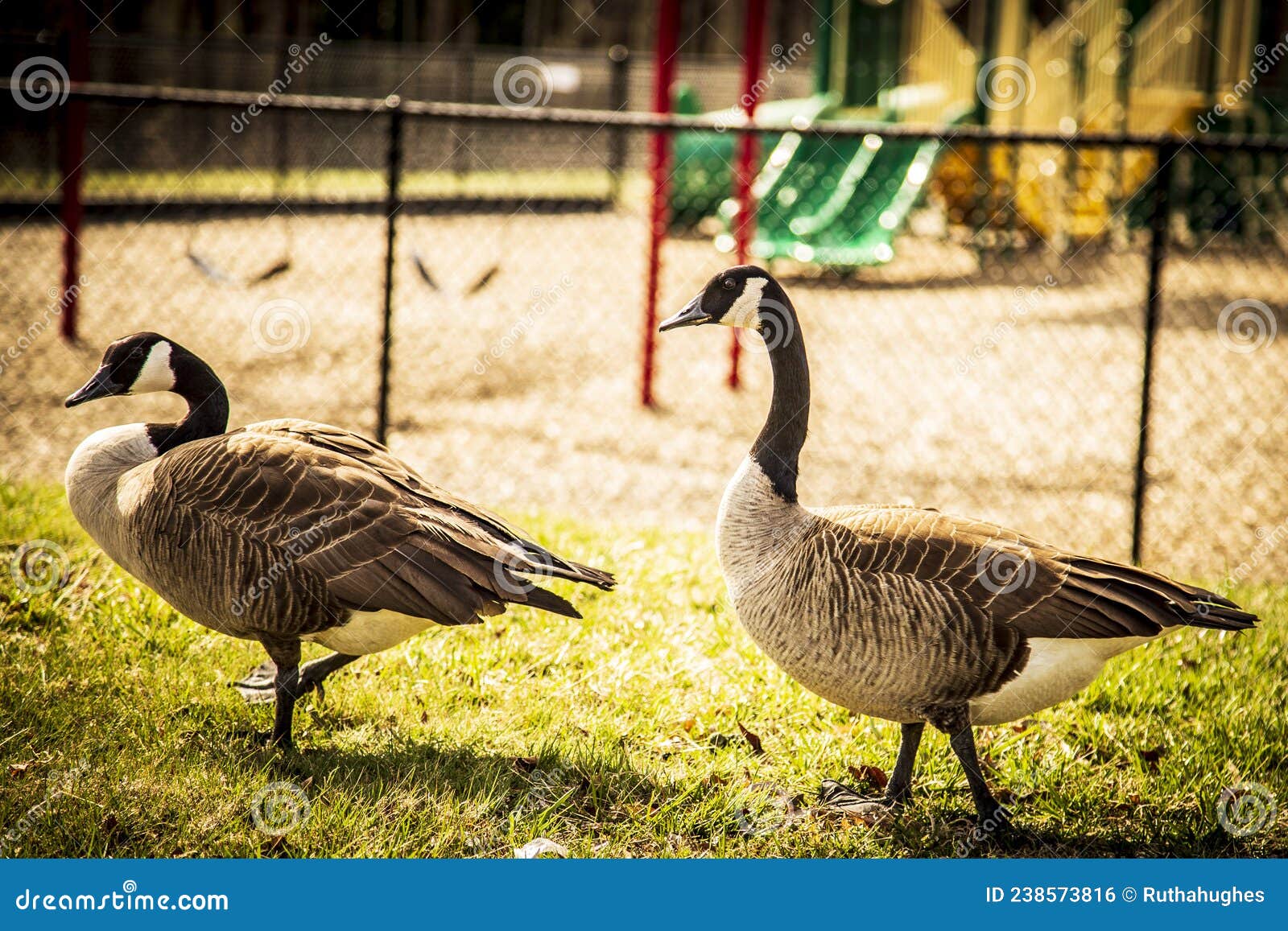 Two Geese Walking by the Park Stock Photo - Image of chicken, waterfowl ...