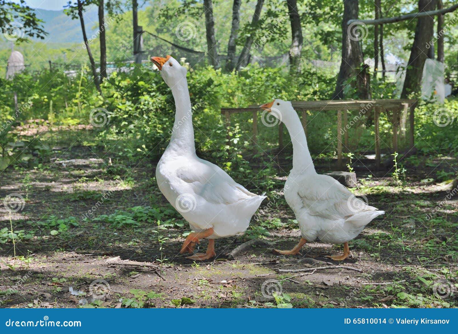 Two geese 2 stock photo. Image of domestic, outdoor, feather - 65810014