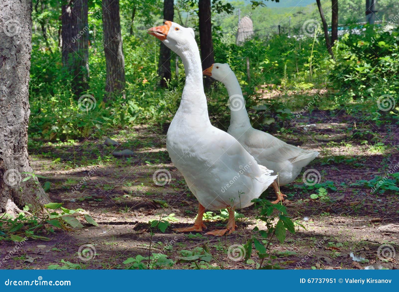 Two geese 1 stock image. Image of pair, nature, couple - 67737951