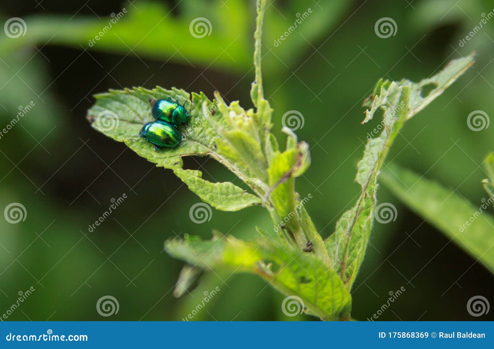 Two Gem-like Shiny Insects on Green Leaf Stock Image - Image of animal ...