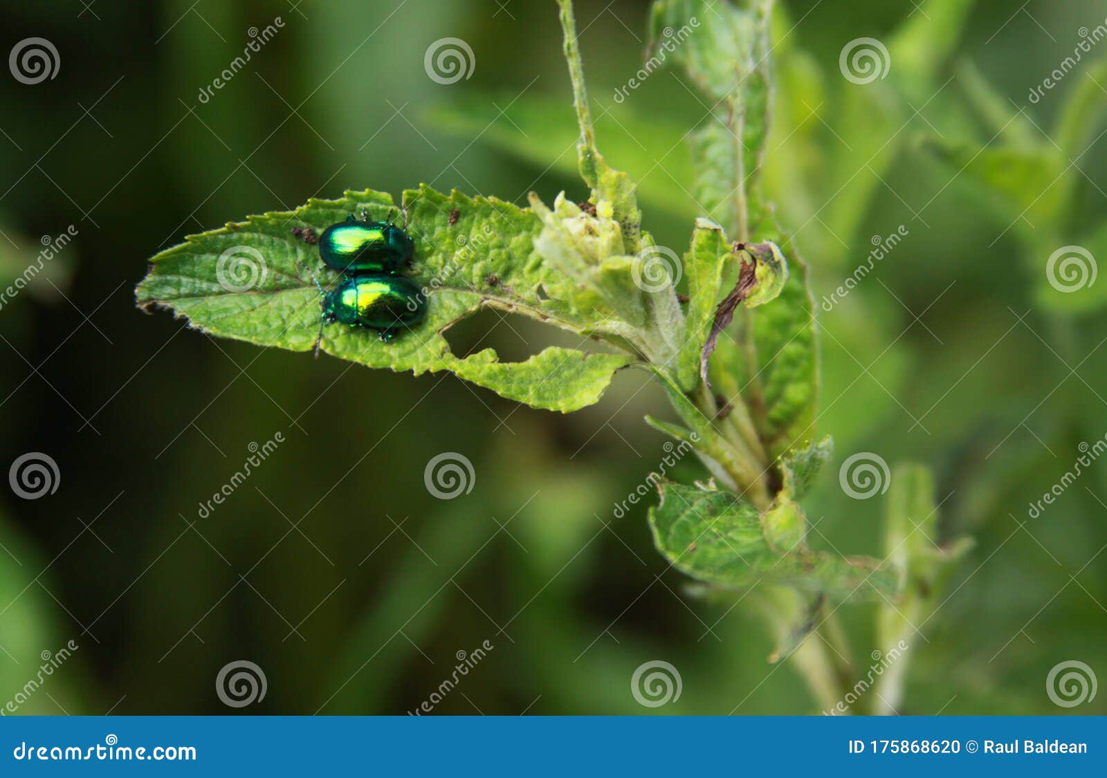 Two Gem-like Shiny Insects on Green Leaf Stock Photo - Image of ...