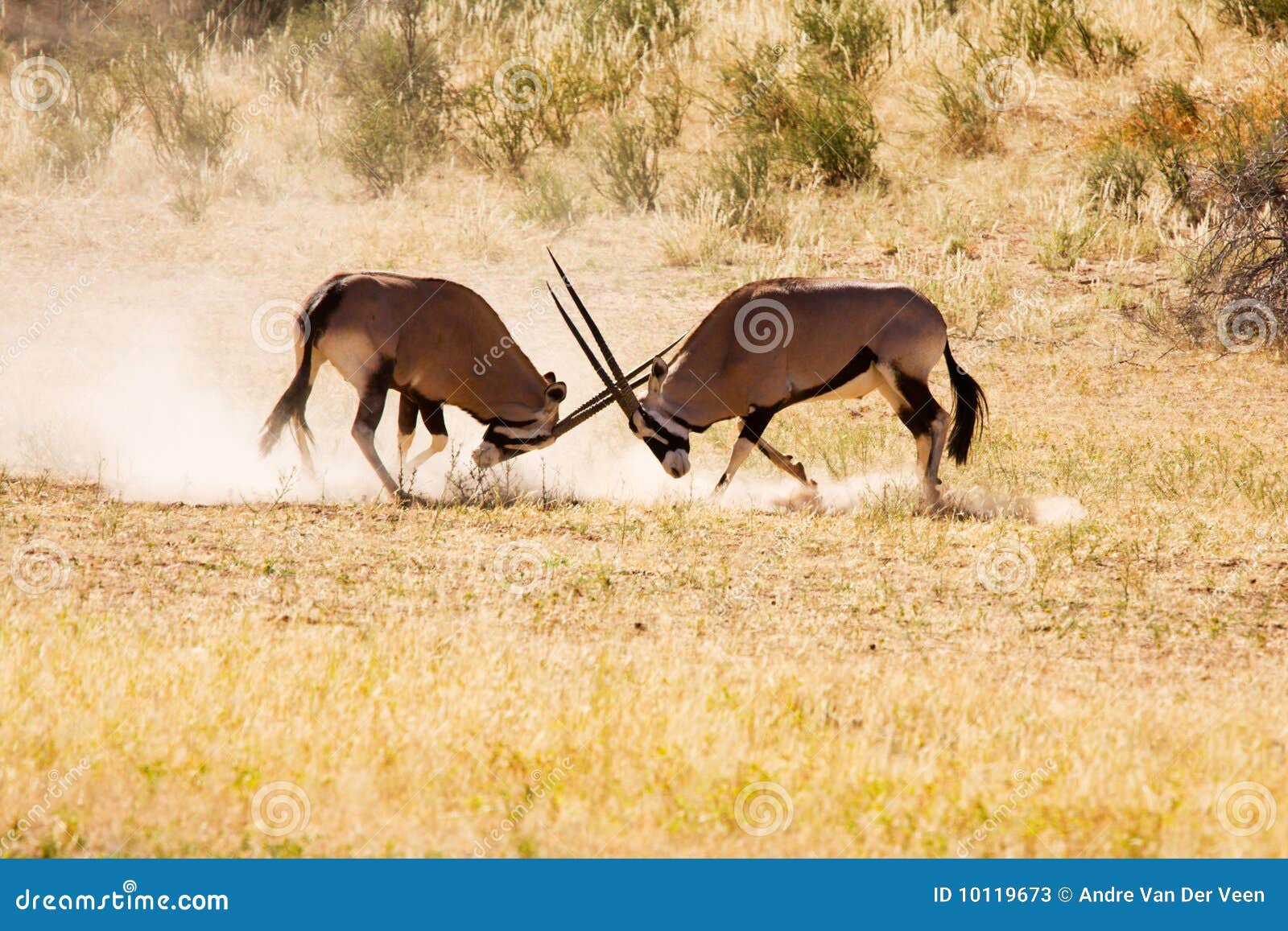 Two Gemsbok Antelope Males Fighting Stock Image - Image of dominate ...