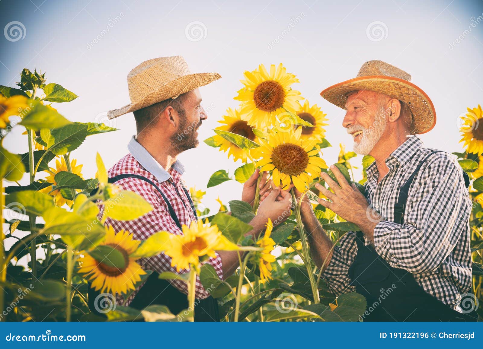 Two Generation of Farmers in Sunflower Field Stock Photo - Image of ...