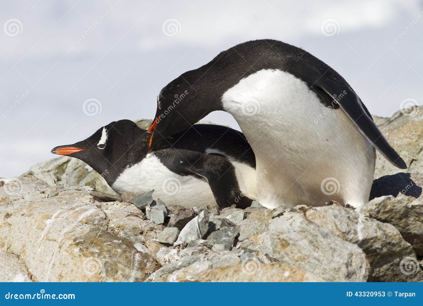 Two Gentoo Penguins are Fighting Near the Stock Image - Image of birds ...