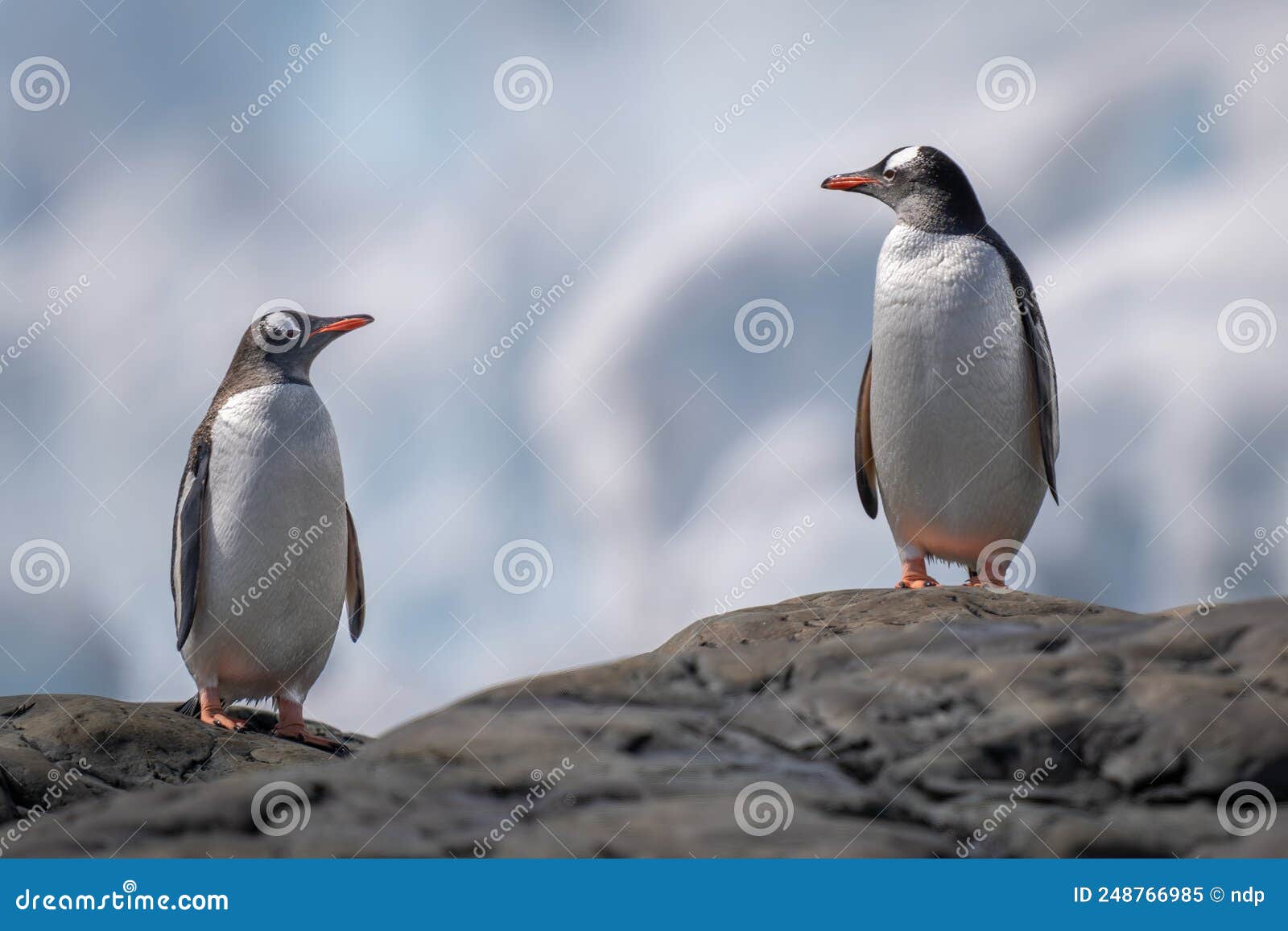 Two Gentoo Penguins Stand Facing Each Other Stock Image - Image of ...
