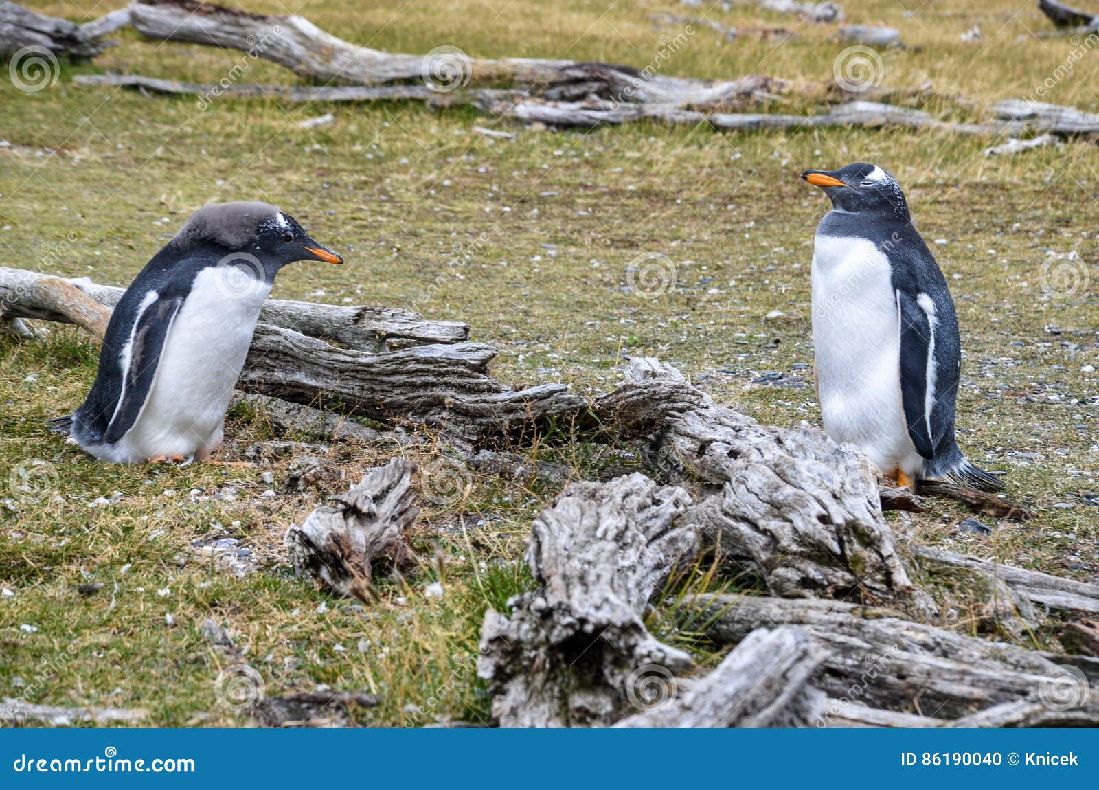 Two Gentoo Penguins Standing and Looking at Each Other Stock Photo ...