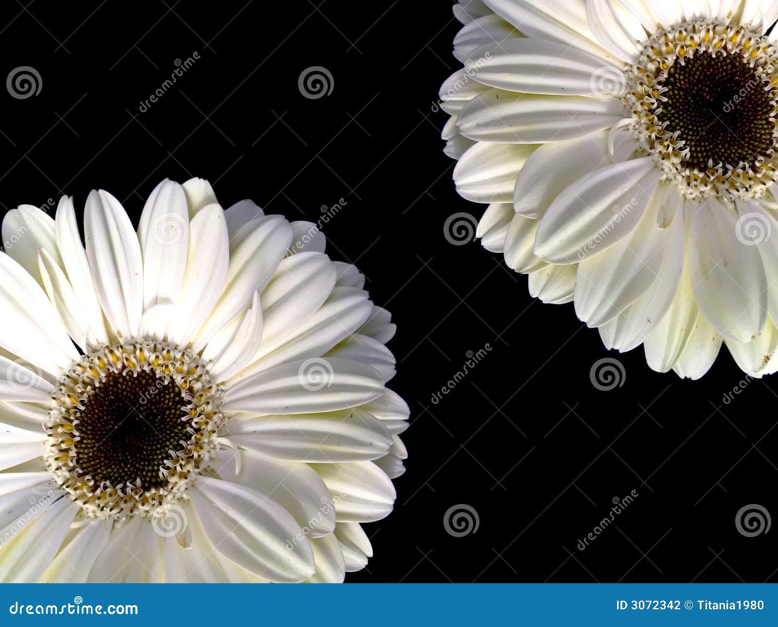 Two gerbera stock photo. Image of blooming, beautiful - 3072342