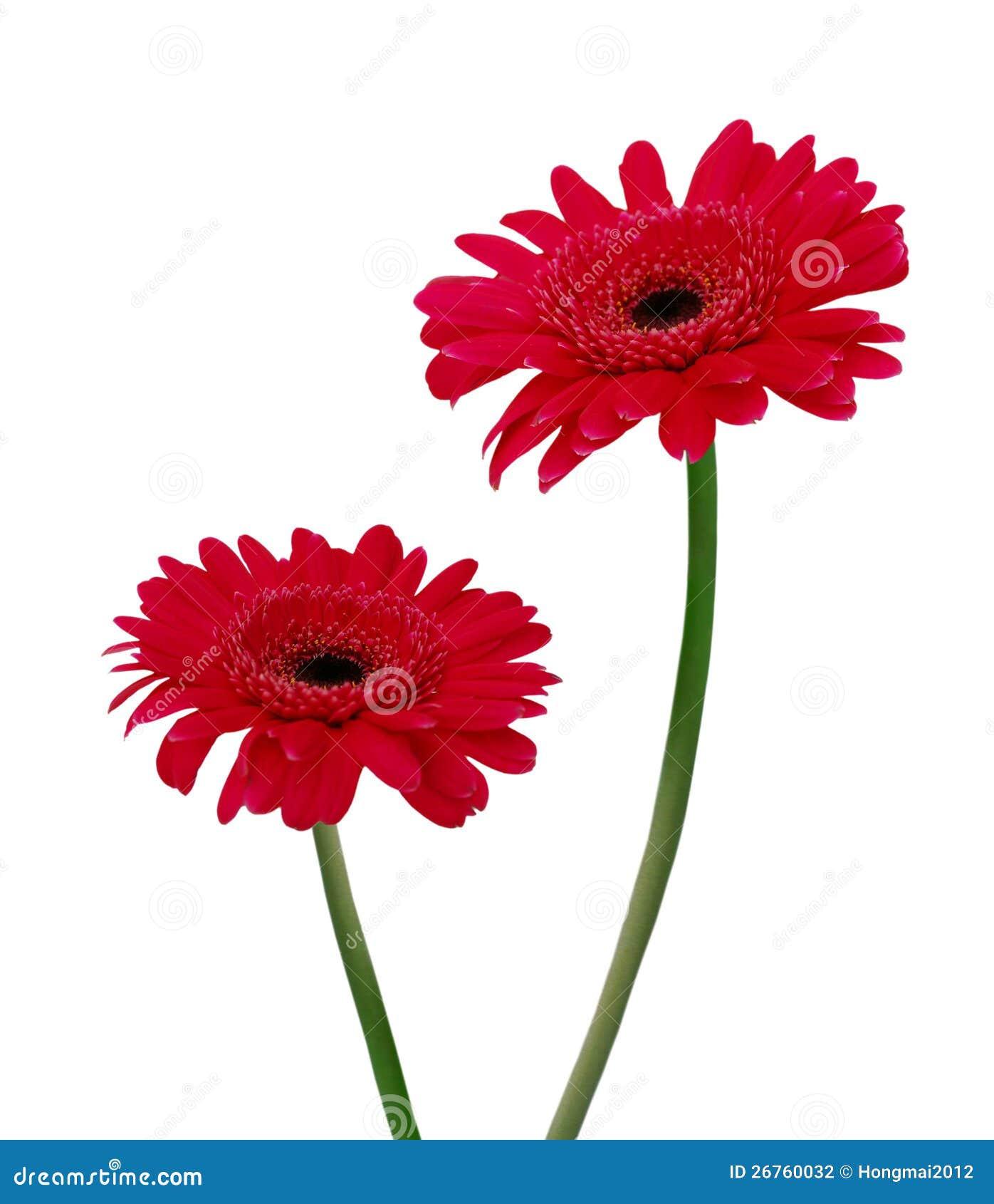 Two gerbera daisy stock photo. Image of petal, arrangement - 26760032
