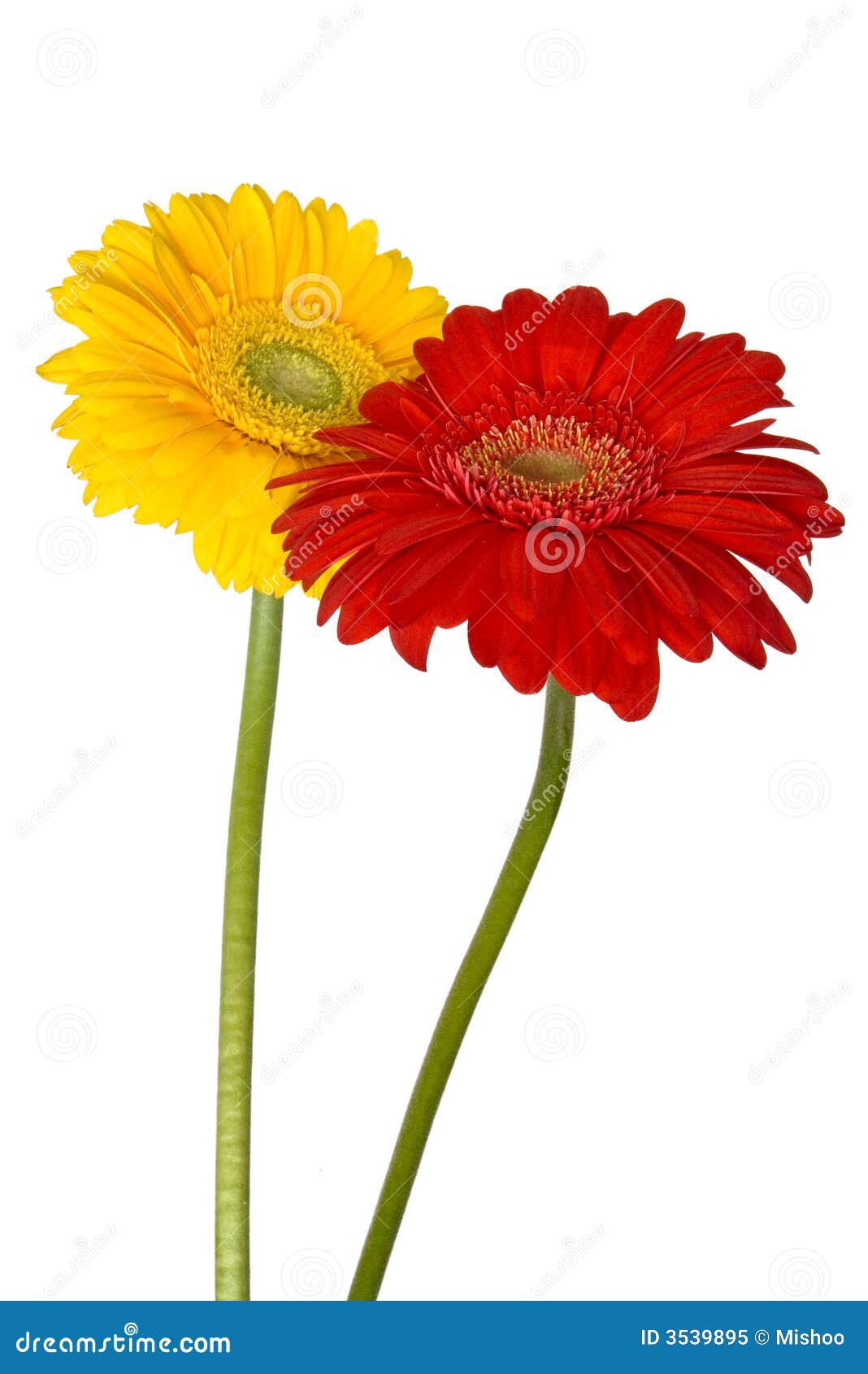 Two gerberas stock image. Image of decorate, love, botanical - 3539895