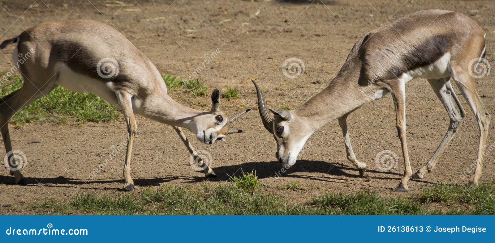 Two Gerenuk Gazelles Fighting Stock Image - Image of herbivore, south ...
