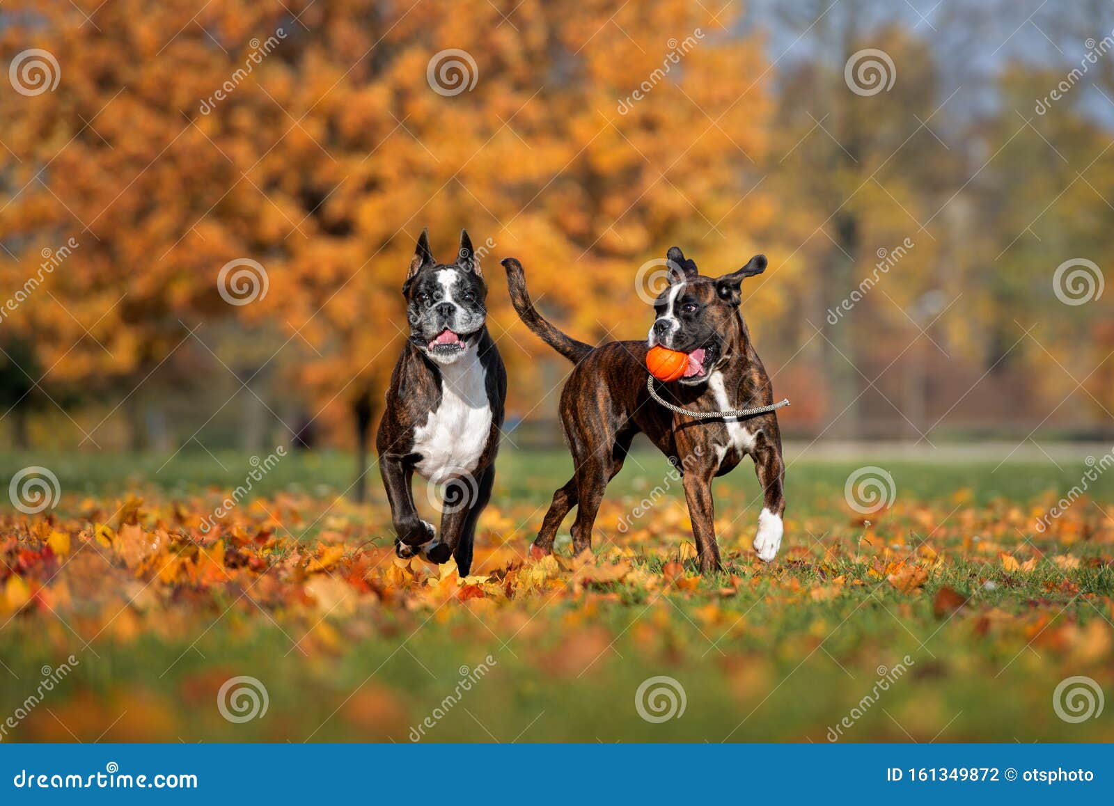 Two German Boxer Dogs Playing Outdoors Stock Photo - Image of green ...