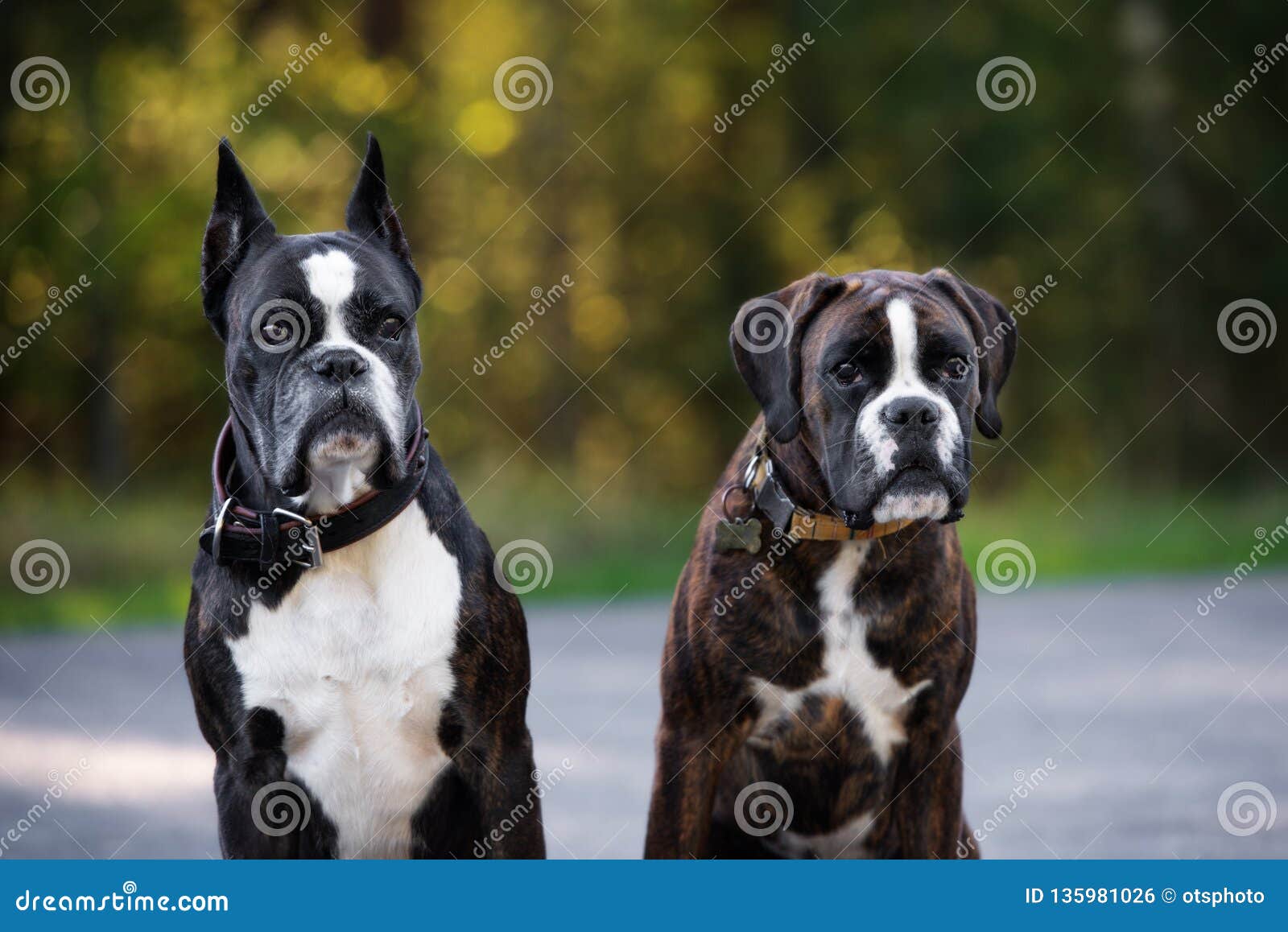 Two German Boxer Dogs Posing Together Outdoors Stock Photo - Image of ...