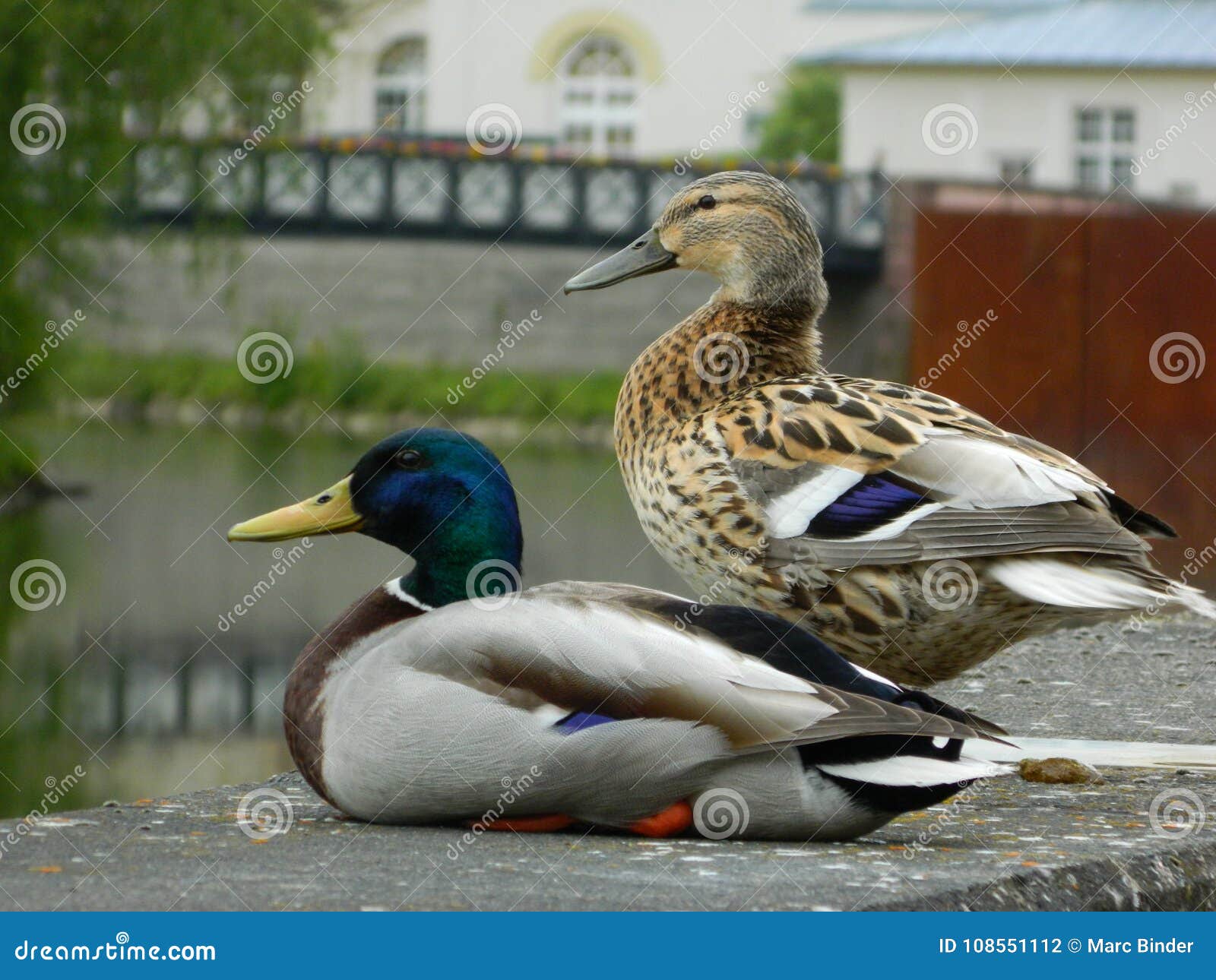 Two German Ducks Sit and Wait Stock Photo - Image of pair, lake: 108551112