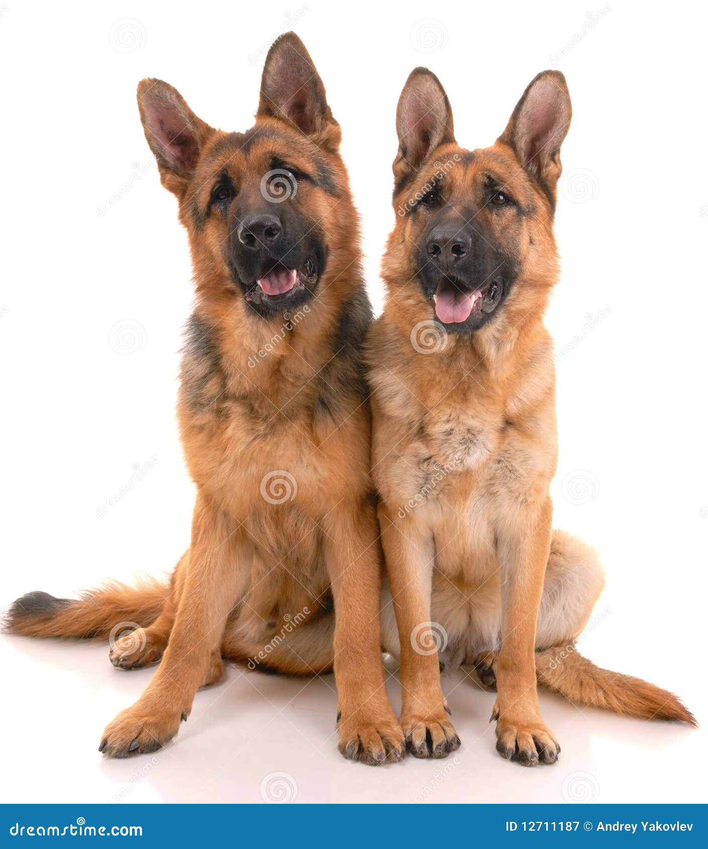 Two german shepherd dogs stock image. Image of isolated - 12711187