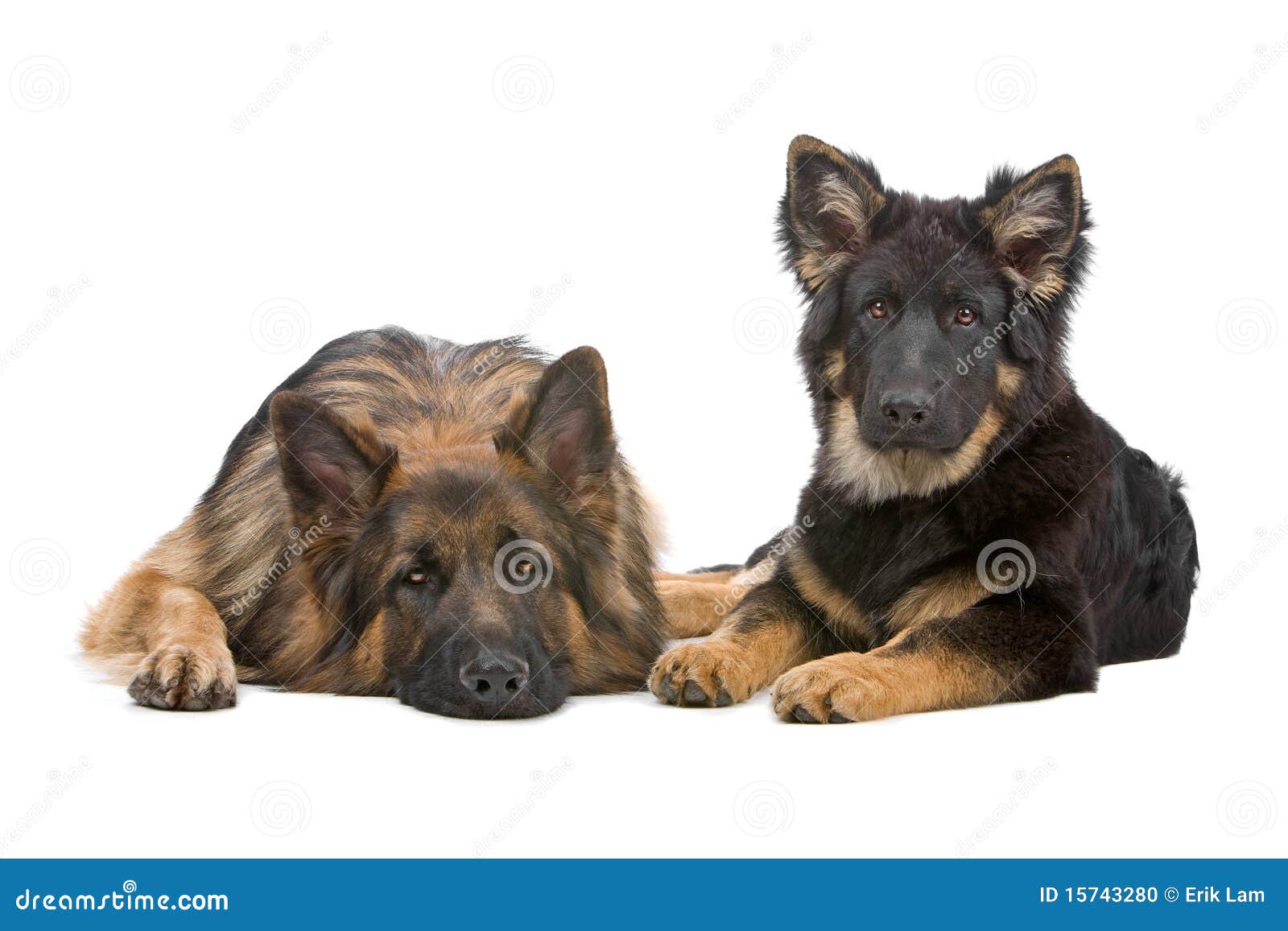 Two German shepherd dogs stock photo. Image of breed - 15743280