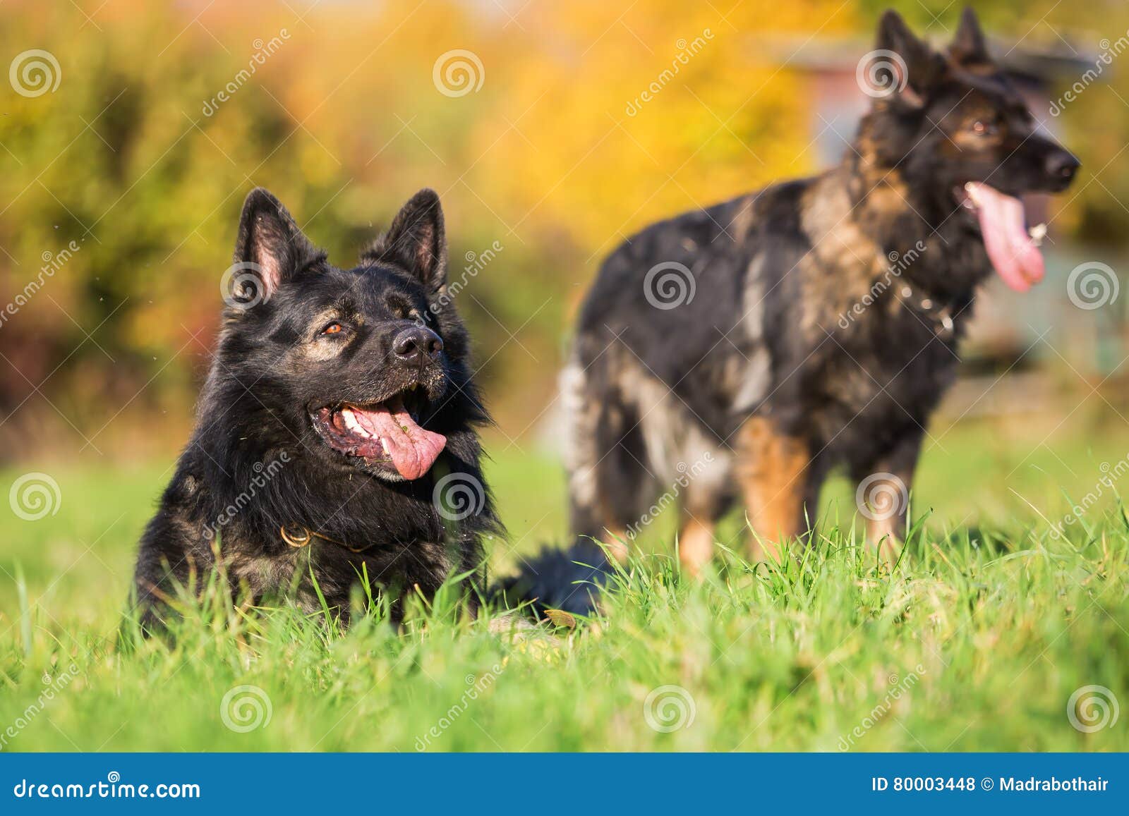 Two German Shepherd Dogs on the Meadow Stock Photo - Image of animal ...