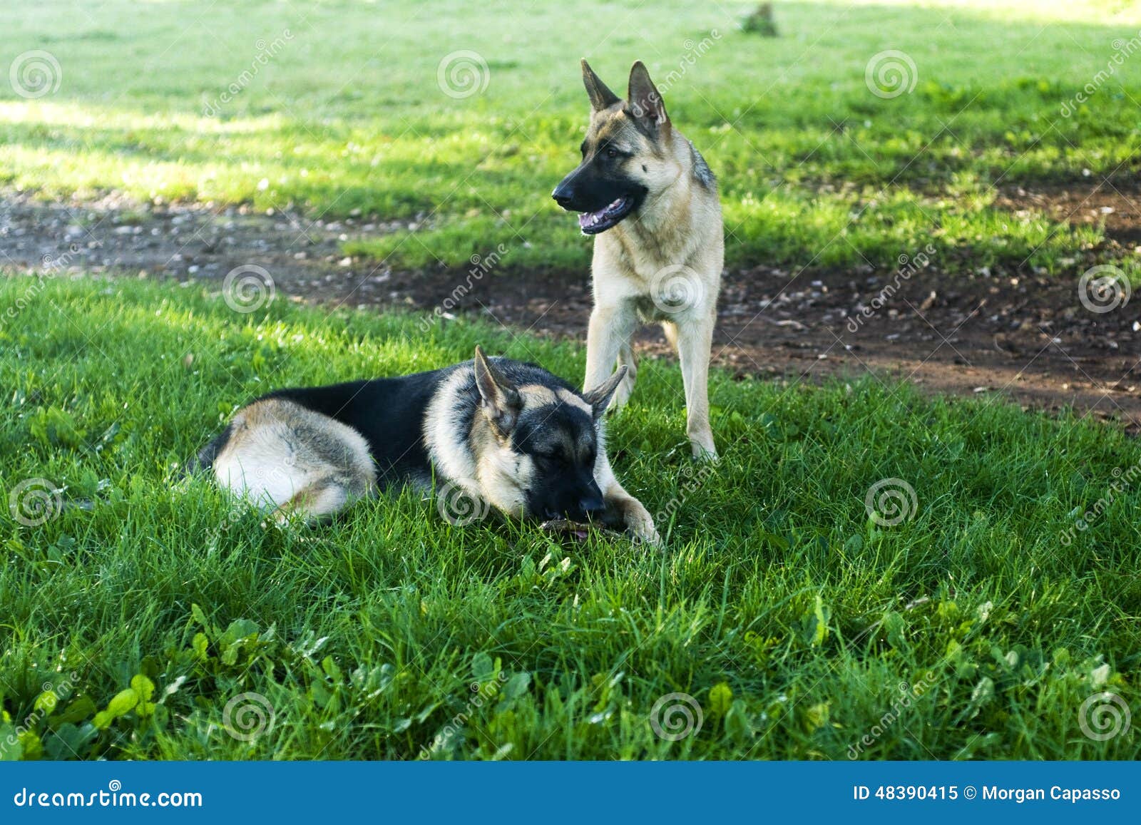 Two German shepherd dogs stock image. Image of lying - 48390415