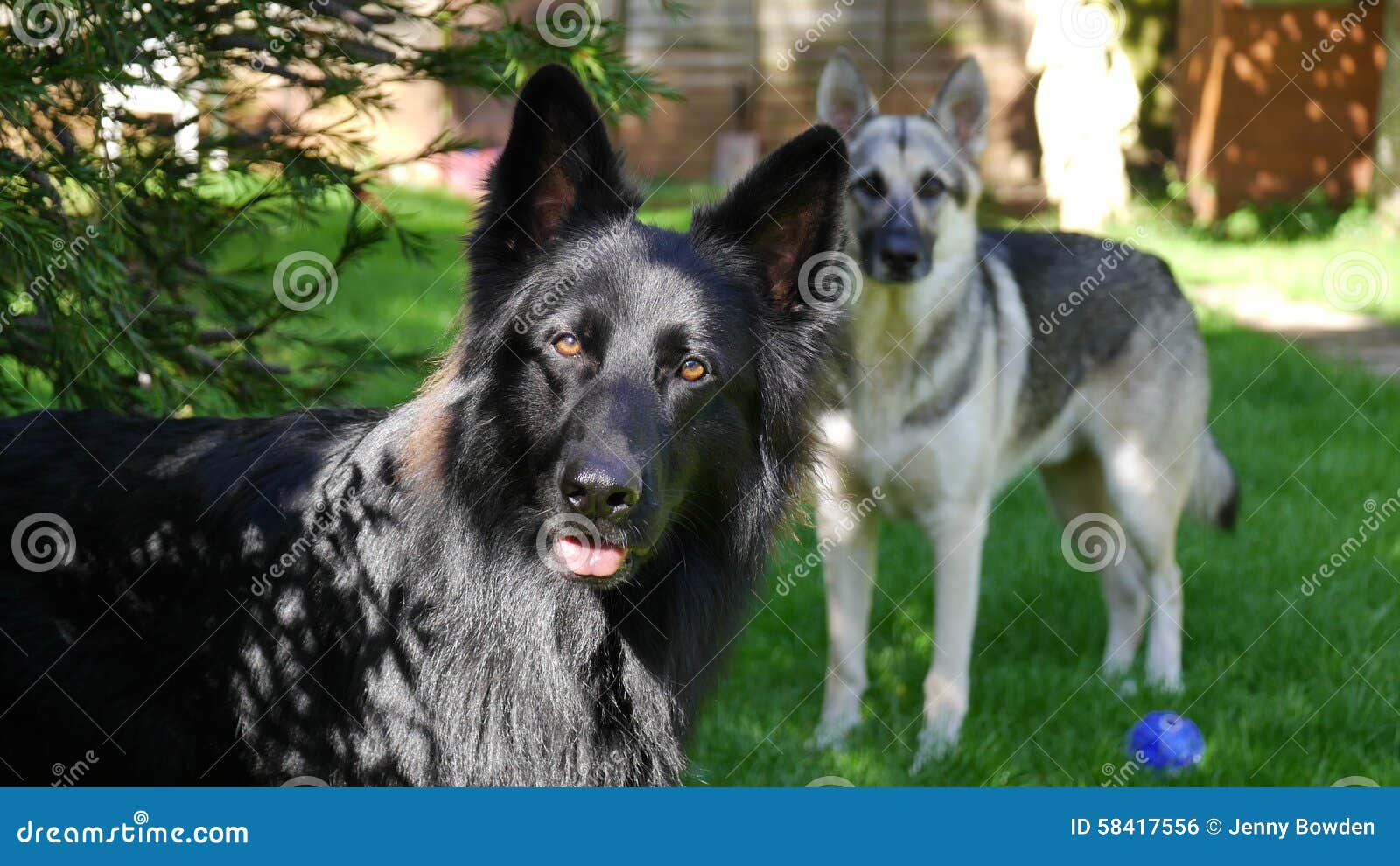 Two German Shepherd Dogs stock photo. Image of tricolour - 58417556