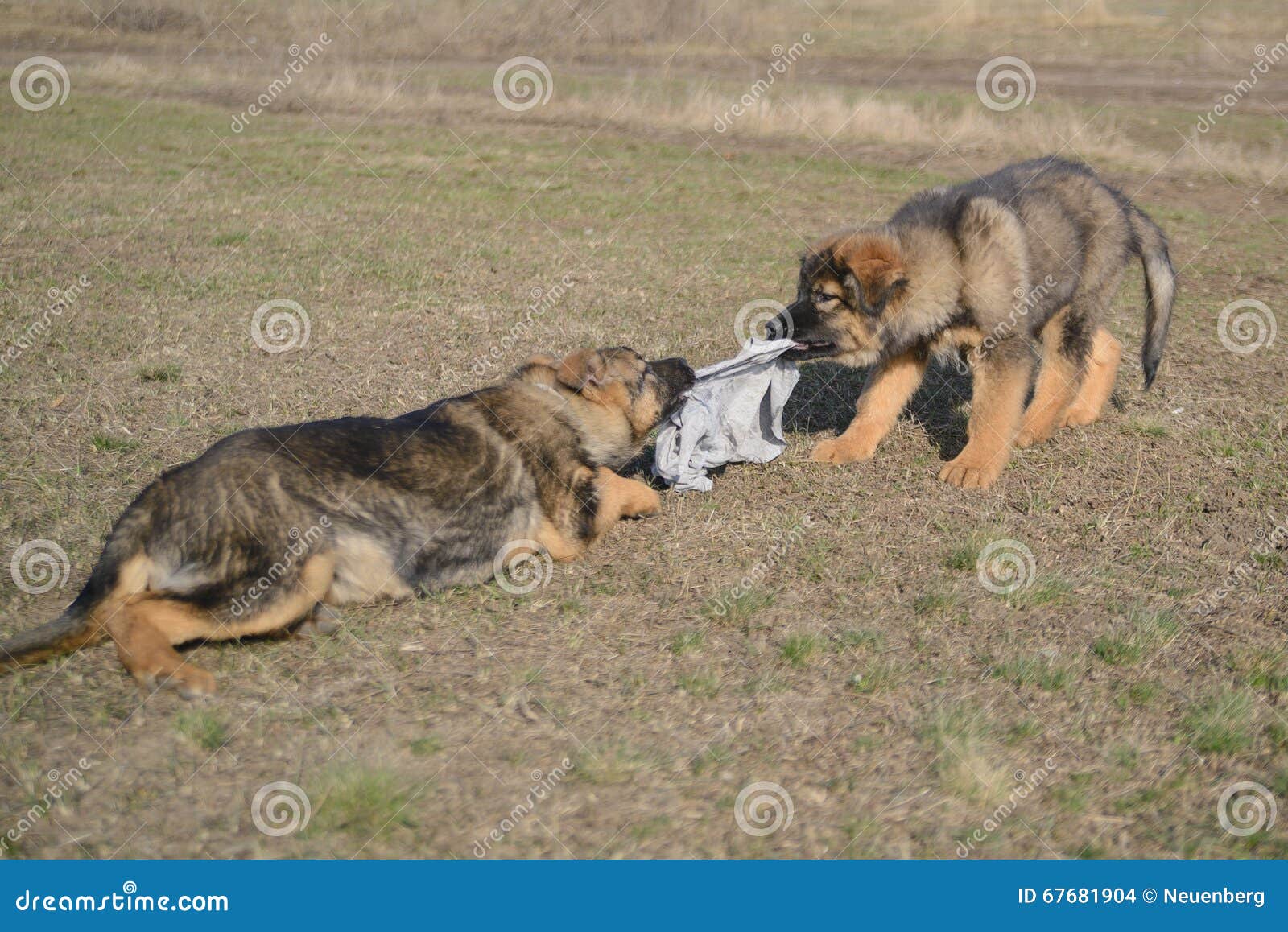 Two German Shepherd Puppy Playing Stock Photo - Image of playing, sable ...