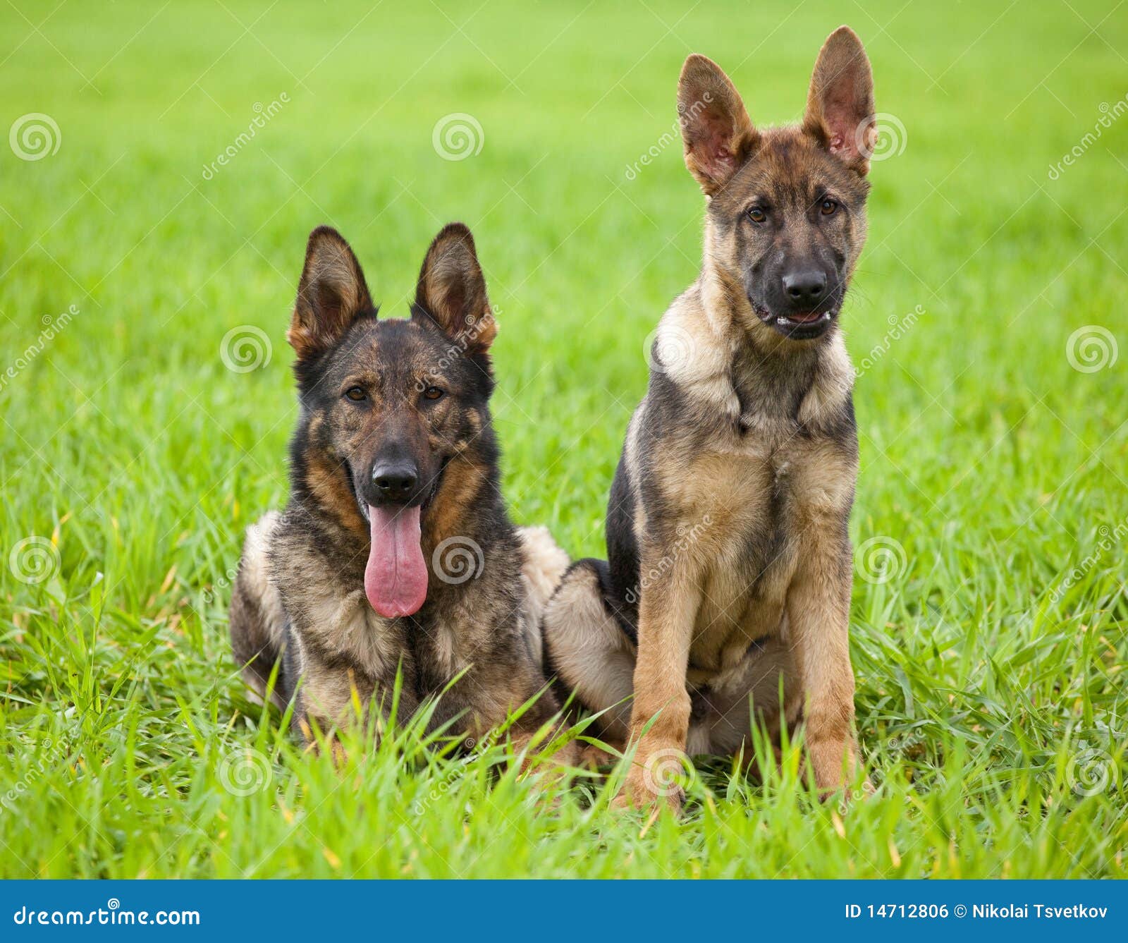 Two German shepherds stock photo. Image of grass, shepard - 14712806