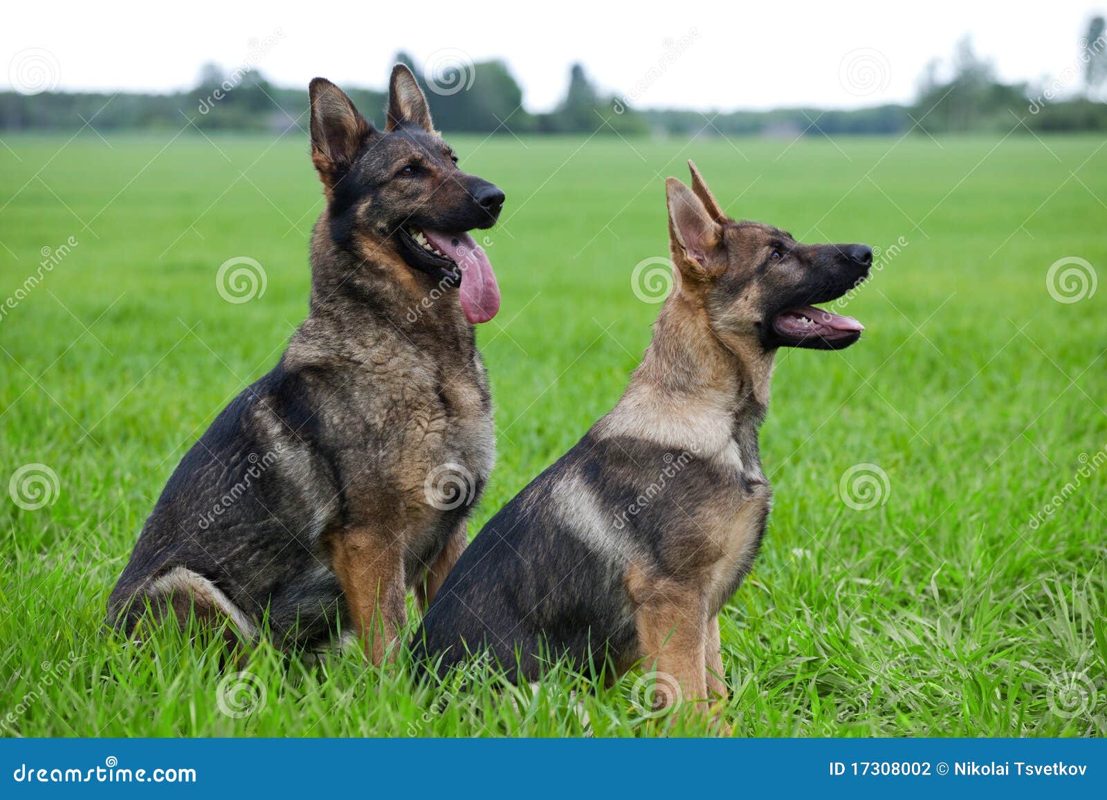 Two German shepherds stock photo. Image of shepherd, shepard - 17308002