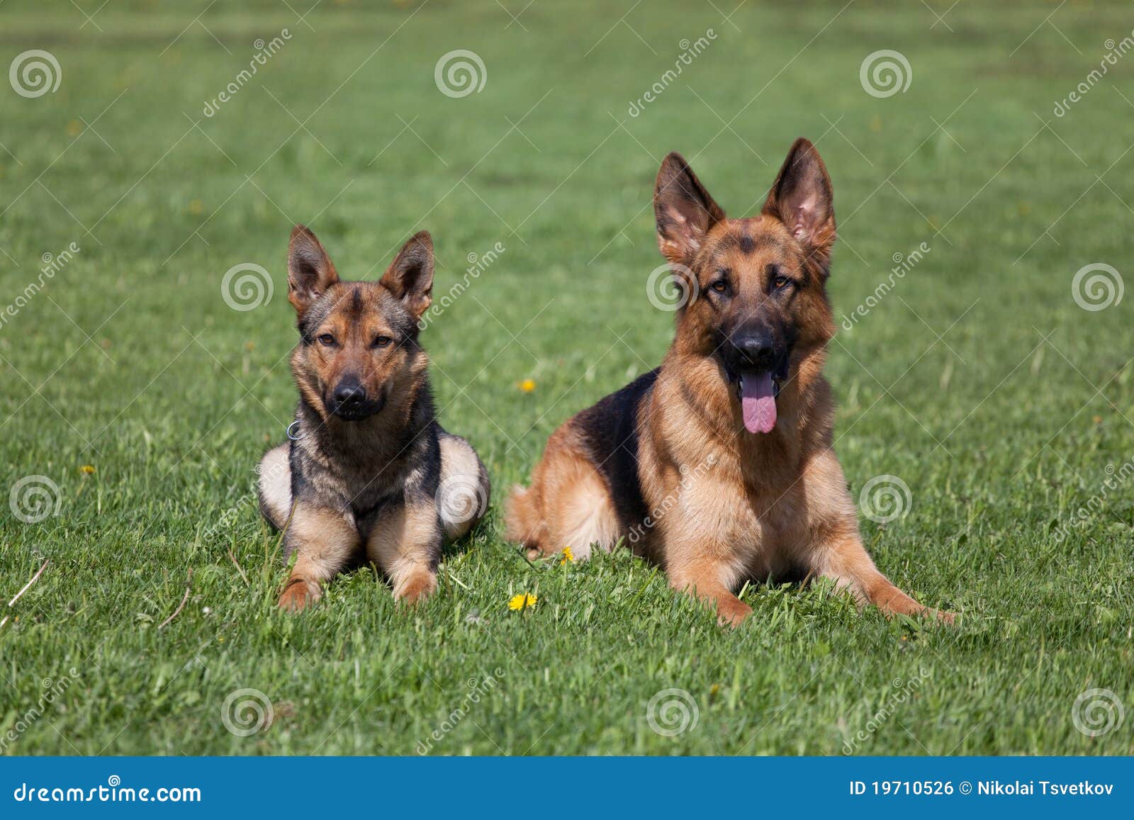Two German Shepherds stock photo. Image of domestic, sheep - 19710526