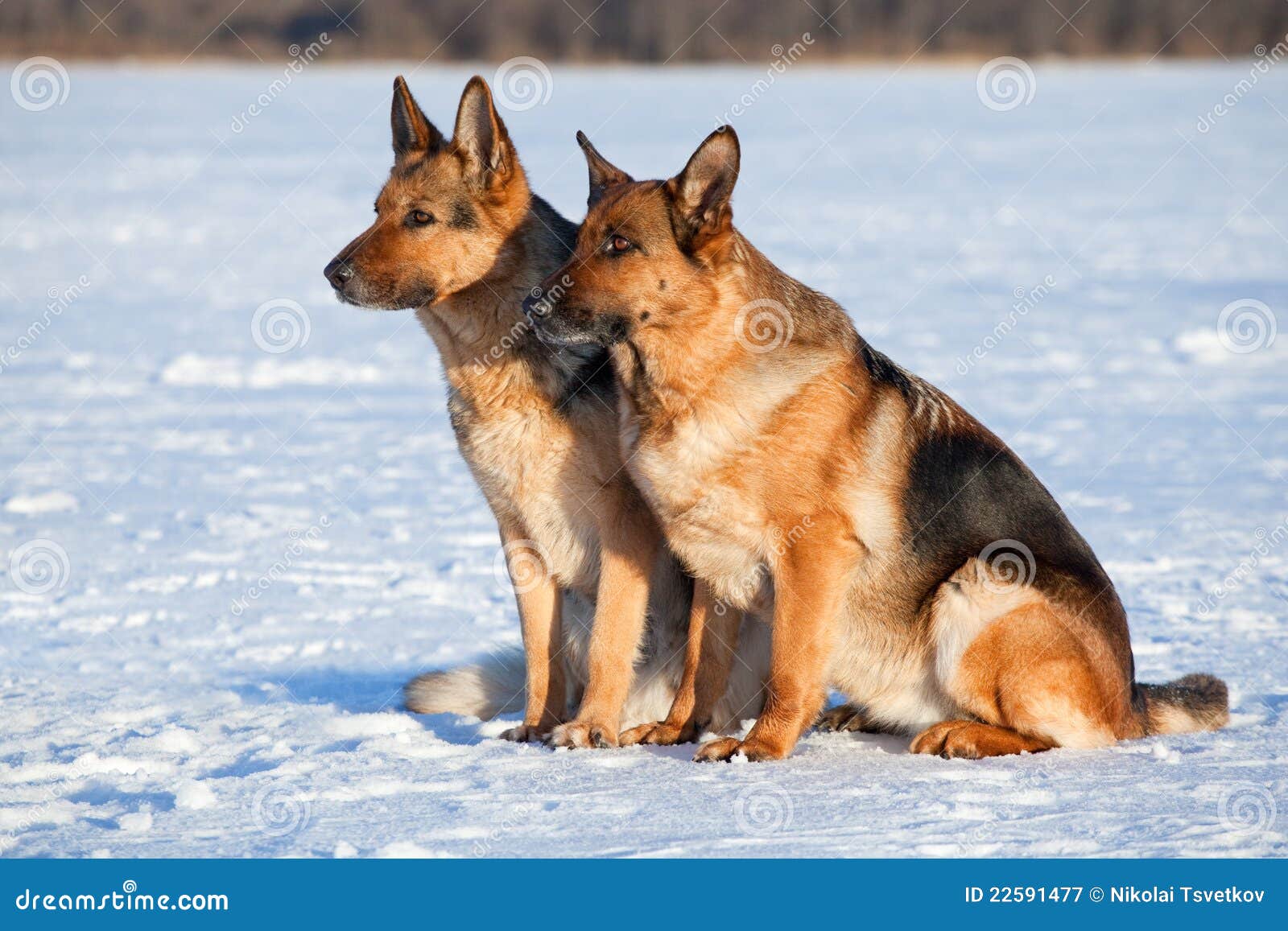 Two German shepherds stock image. Image of friendly, pedigree - 22591477