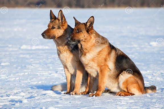 Two German shepherds stock image. Image of friendly, pedigree - 22591477