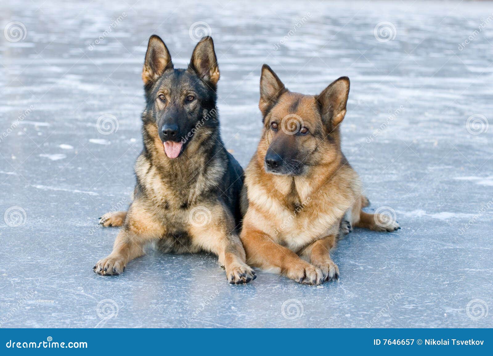 Two German shepherds stock image. Image of hair, germany - 7646657