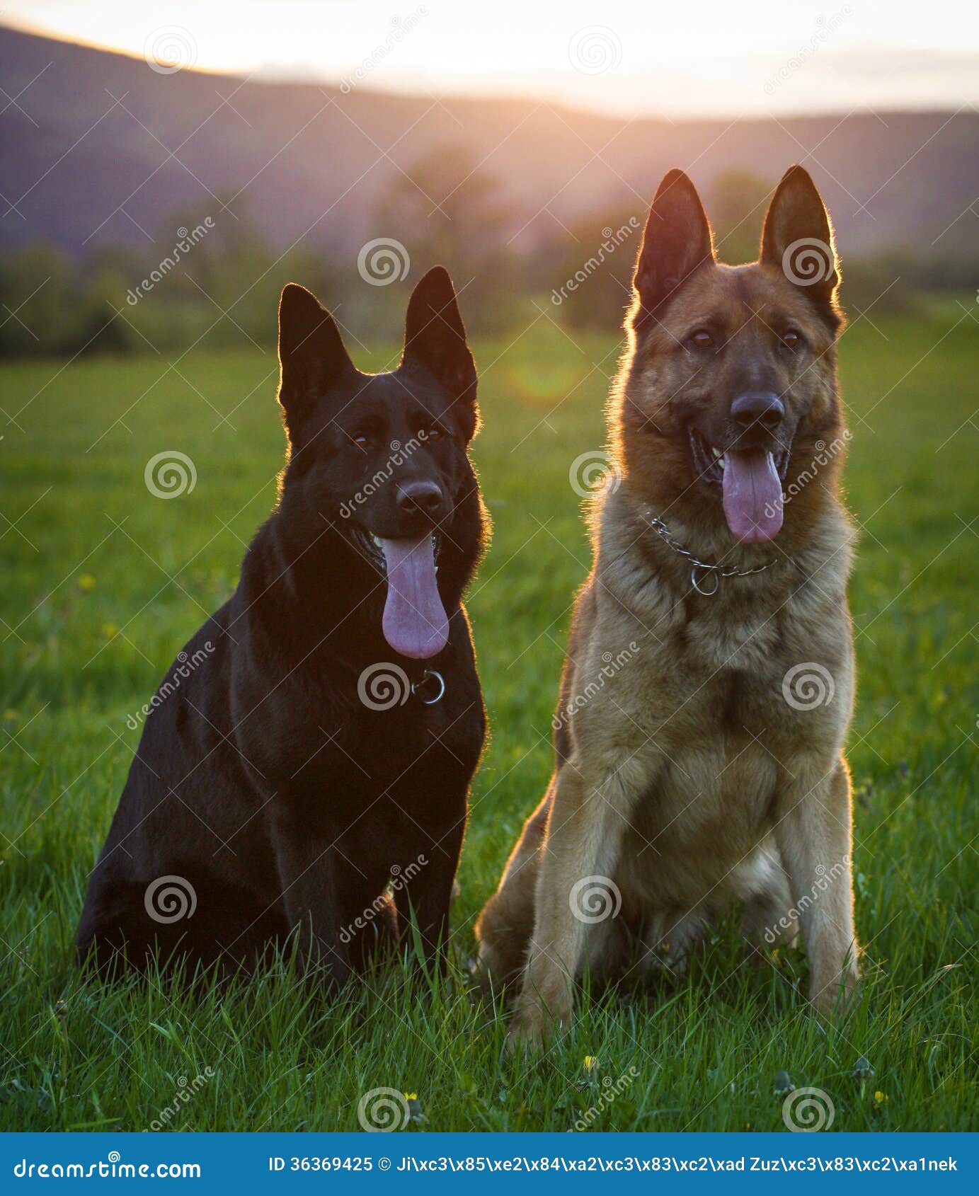 Two German Shepherds stock image. Image of young, cute - 36369425