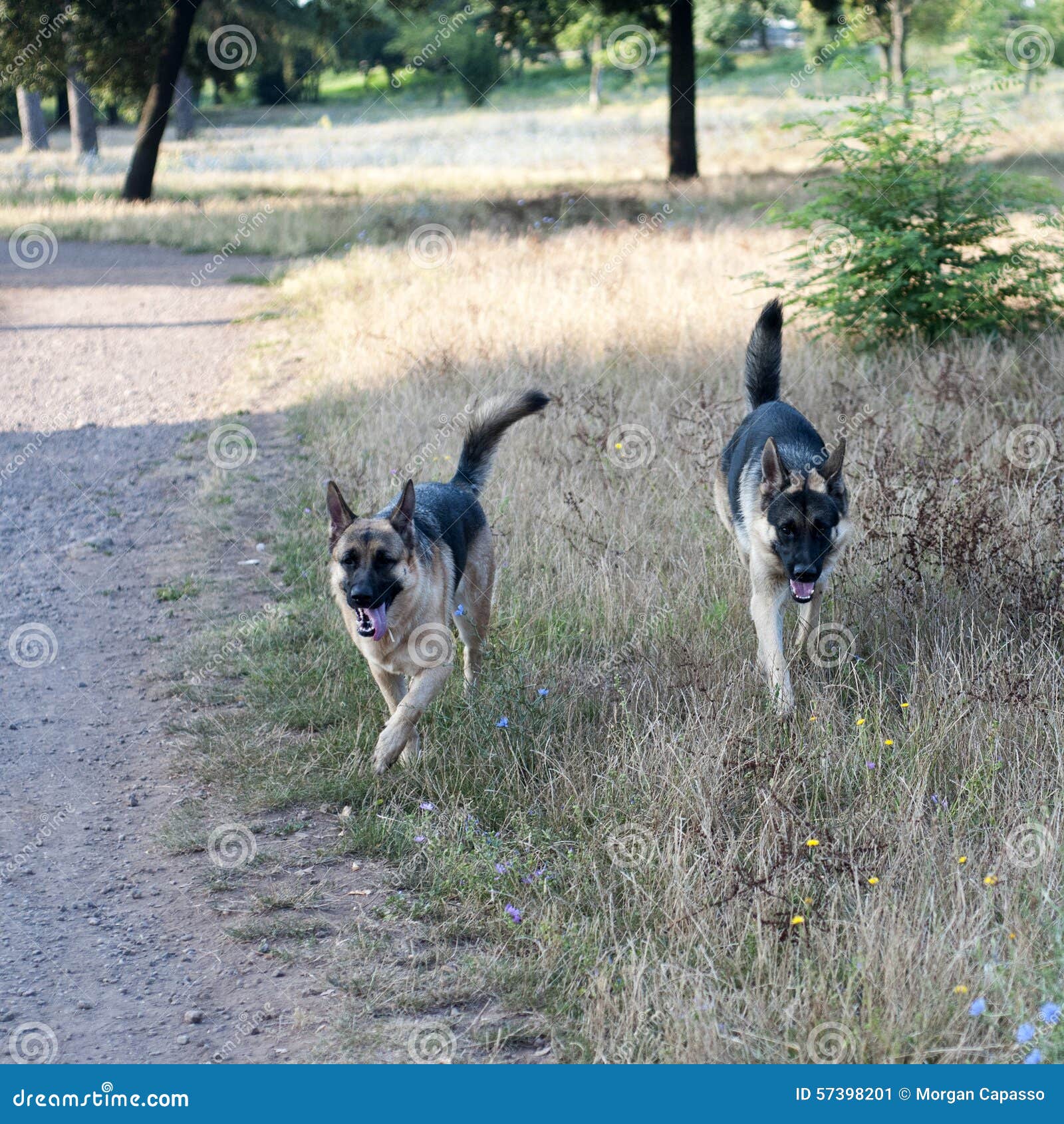 Two German shepherds stock image. Image of dogs, nature - 57398201